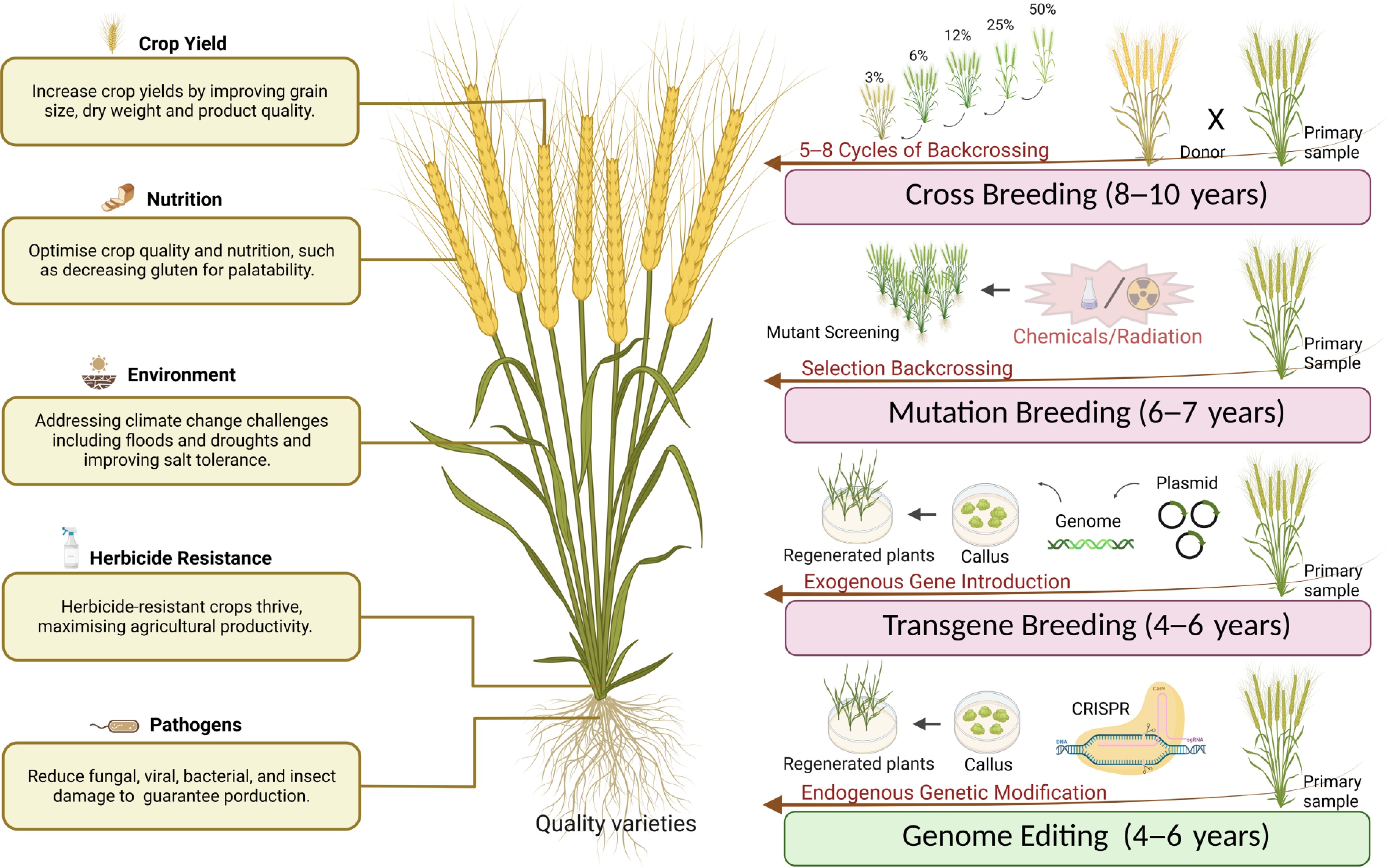 Genome editing in polyploid crops progress, challenges, and prospects