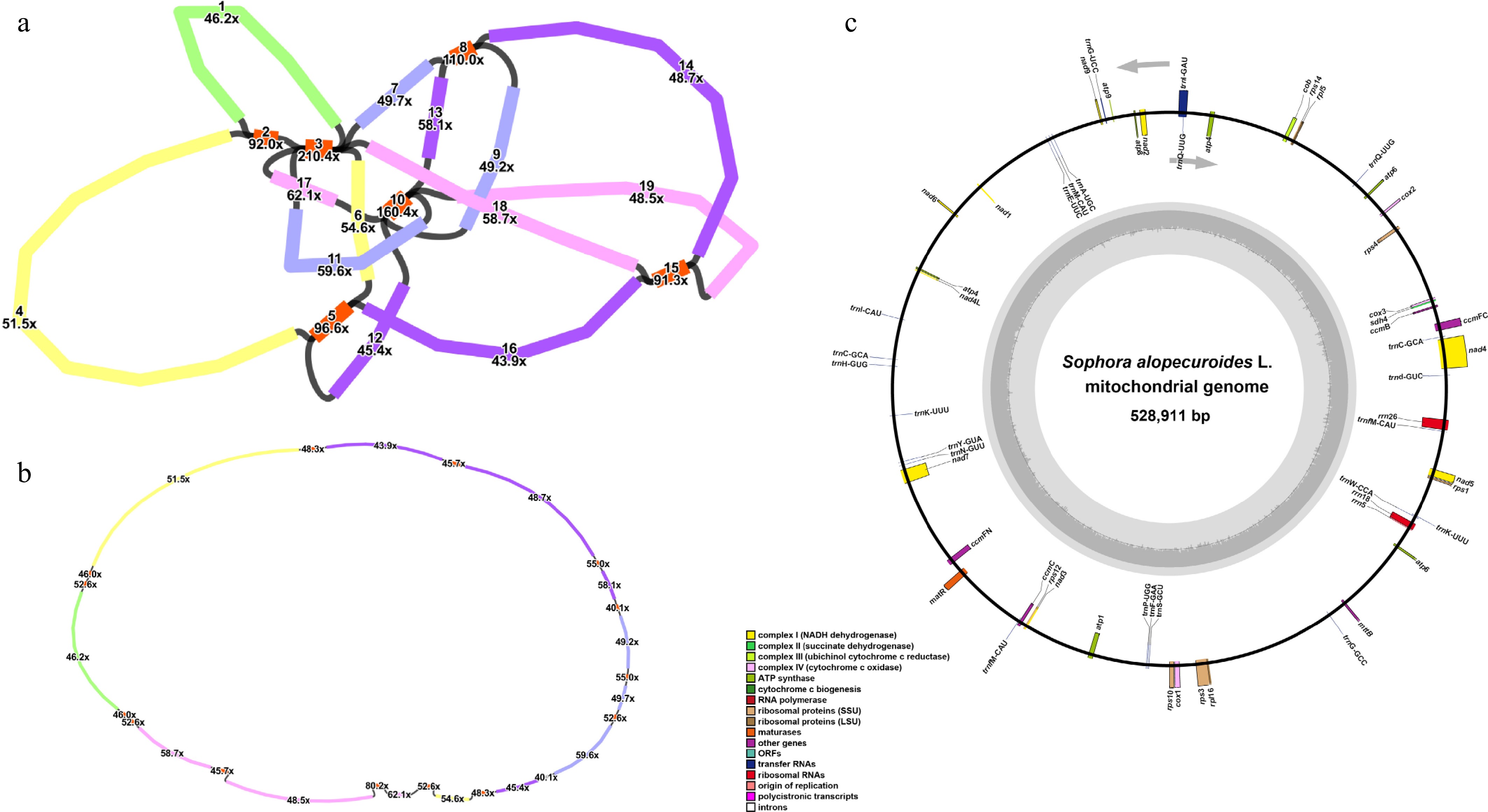PacBio HiFi sequencing reveals a complete circular mitogenome and frequent intracellular gene ...