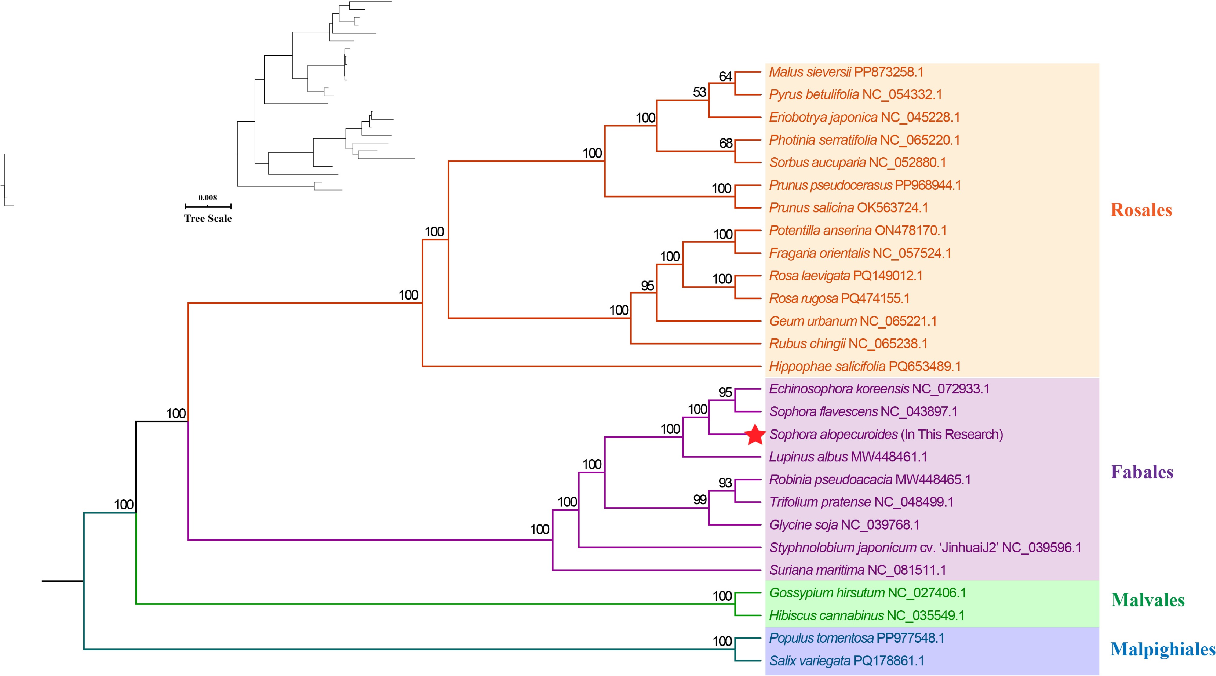 PacBio HiFi sequencing reveals a complete circular mitogenome and ...