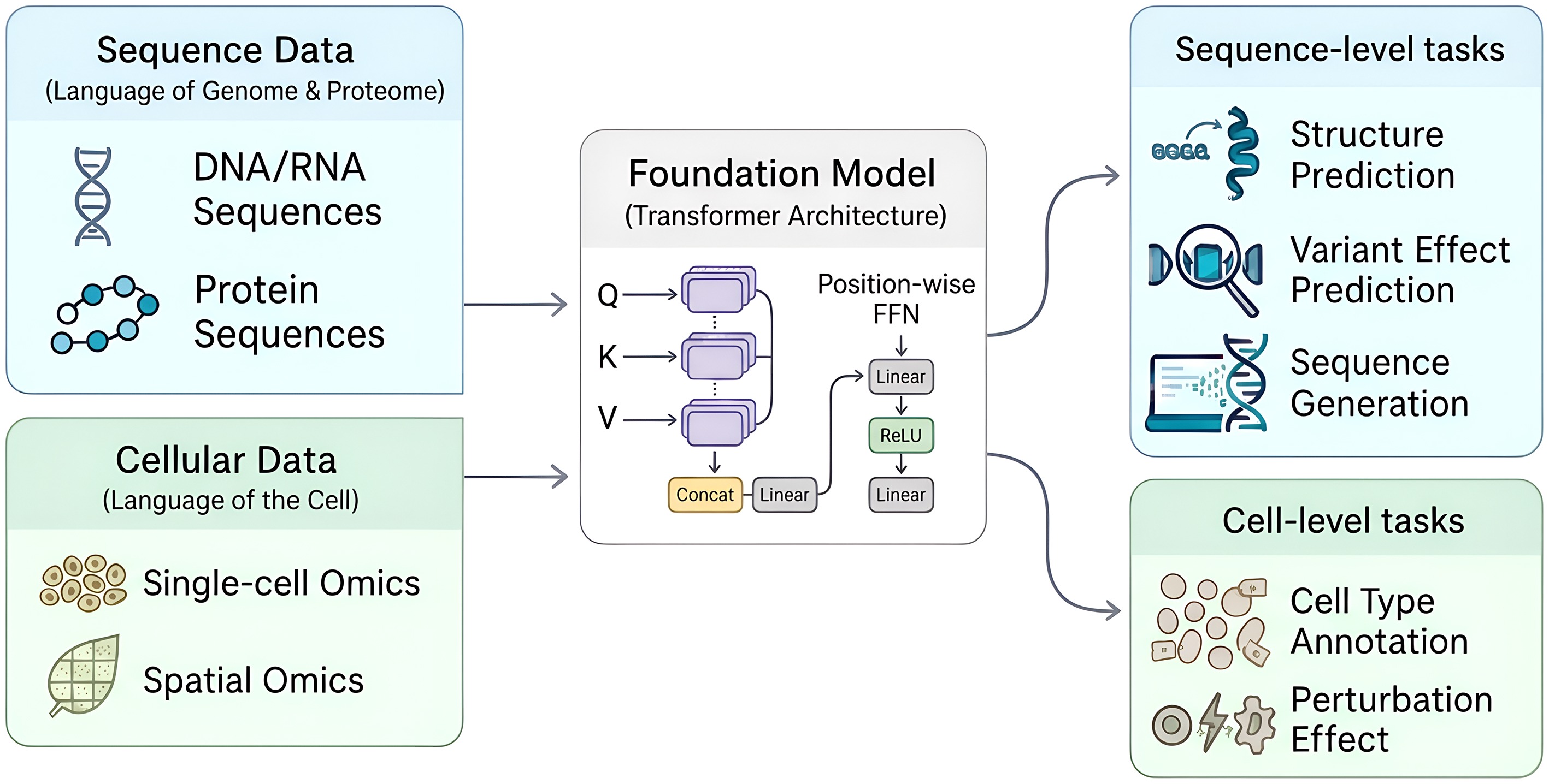From foundation models to autonomous agents in biology