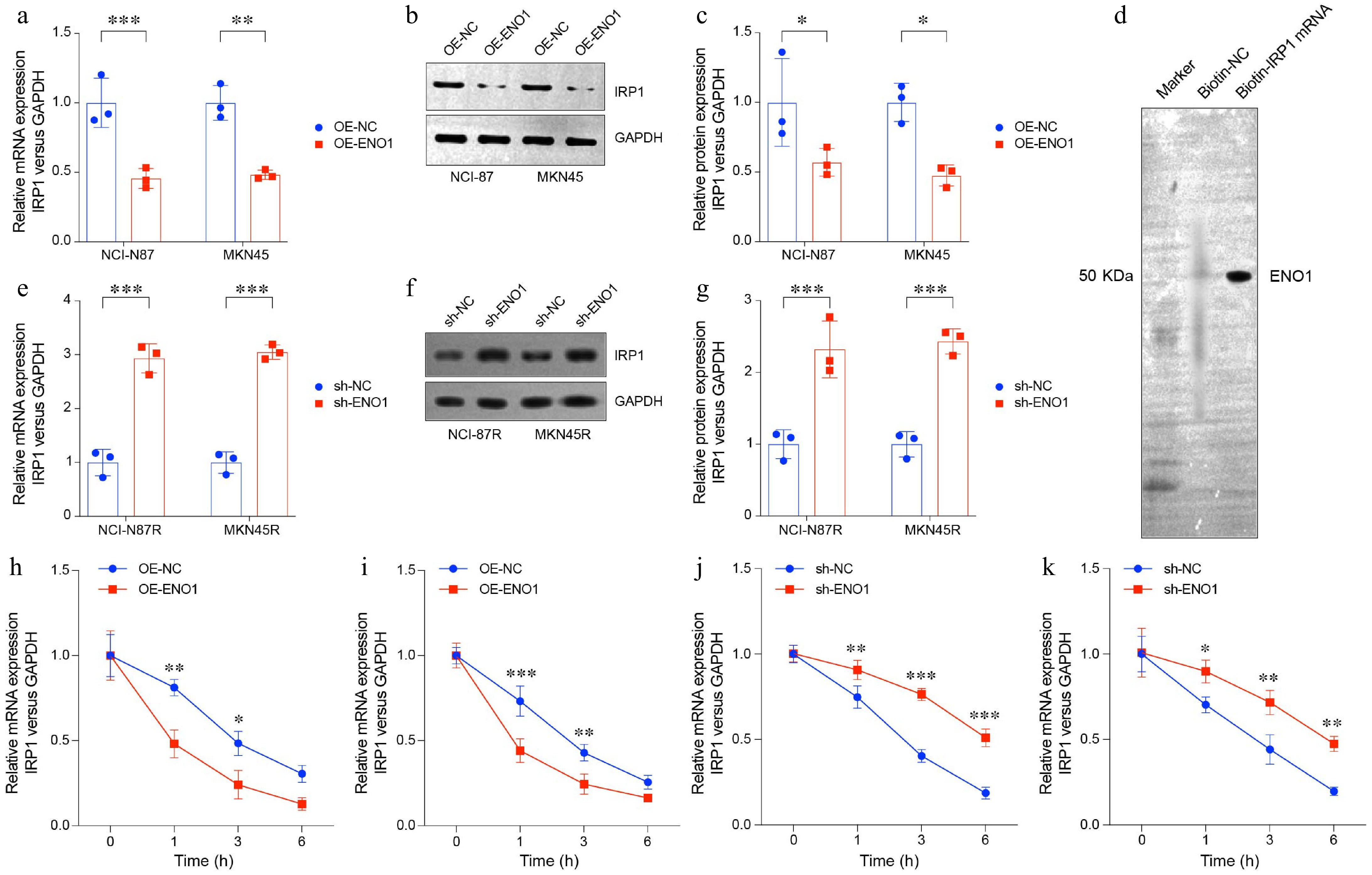 ENO1 regulates trastuzumab resistance in gastric cancer cells through IRP1