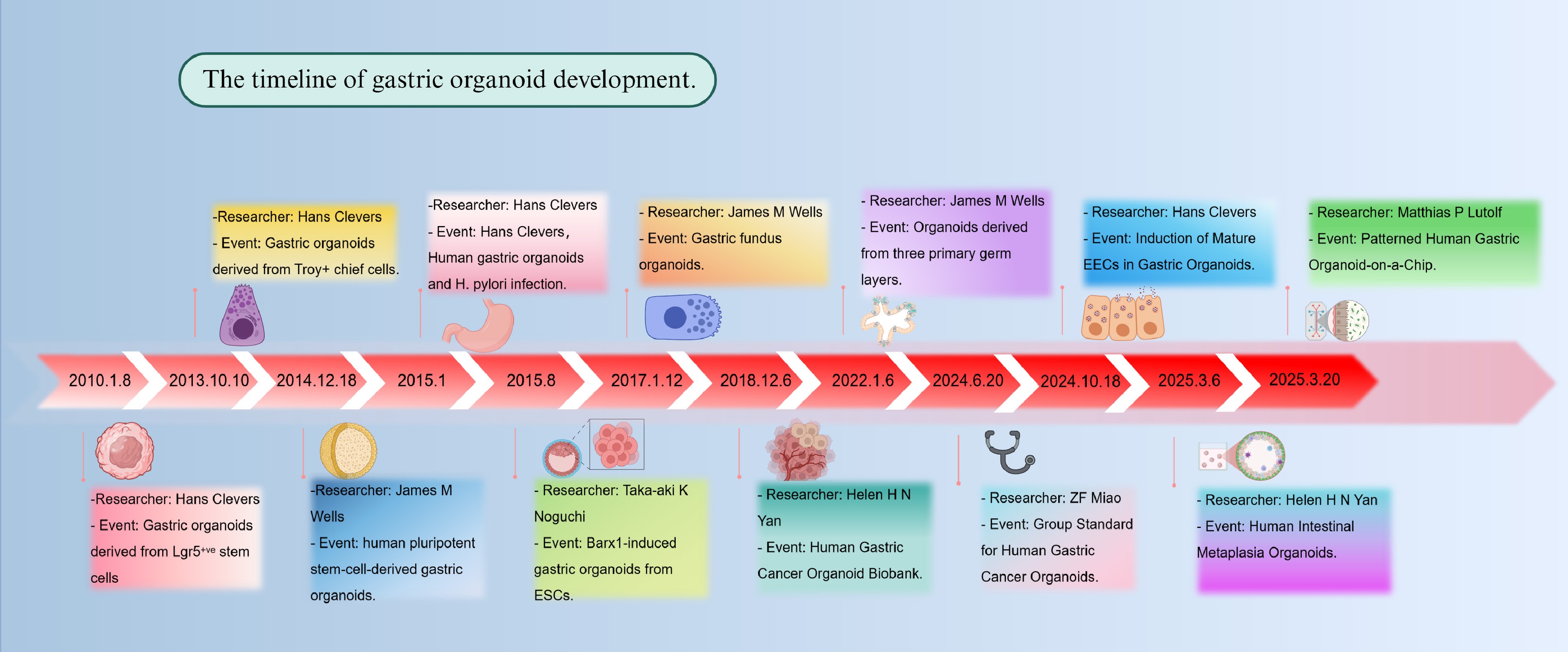 Exploring the applications of gastric organoids in disease modeling and ...