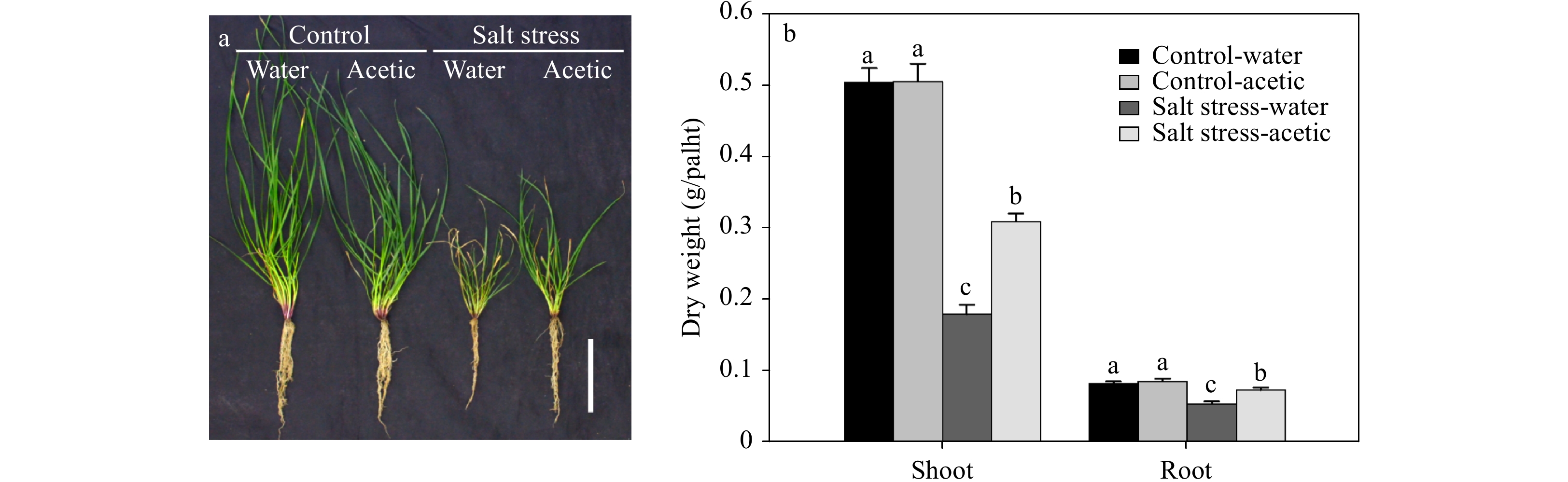 Acetic acid mitigated salt stress by alleviating ionic and oxidative ...