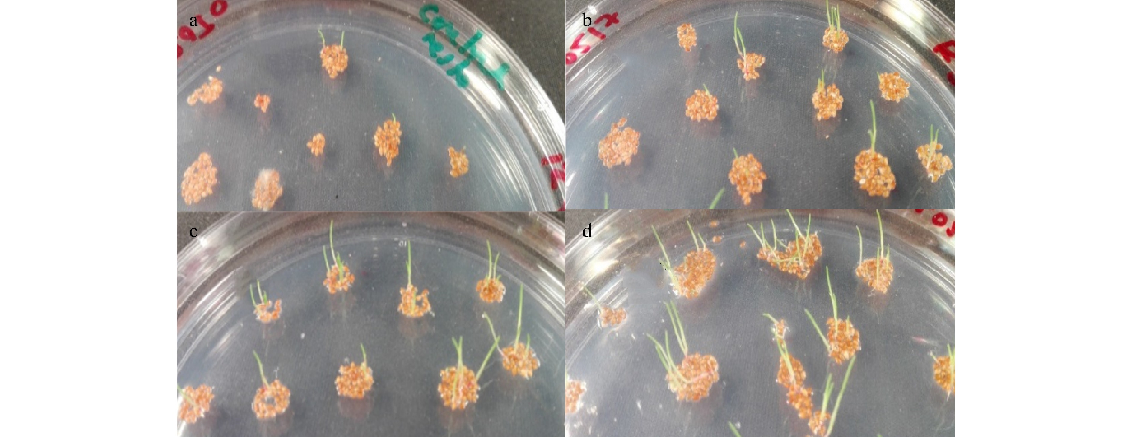 Endophytic bacteria in grass crop growth promotion and biostimulation