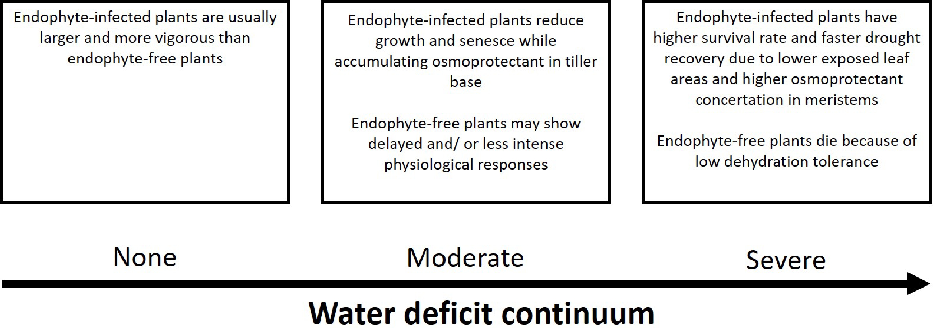 Epichloë − a lifeline for temperate grasses under combined drought and ...