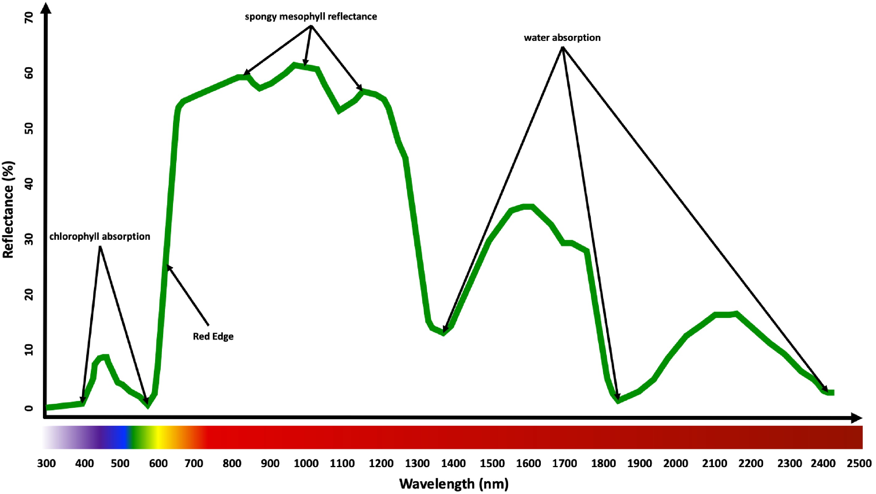 High-throughput plant phenotyping for improved turfgrass breeding ...
