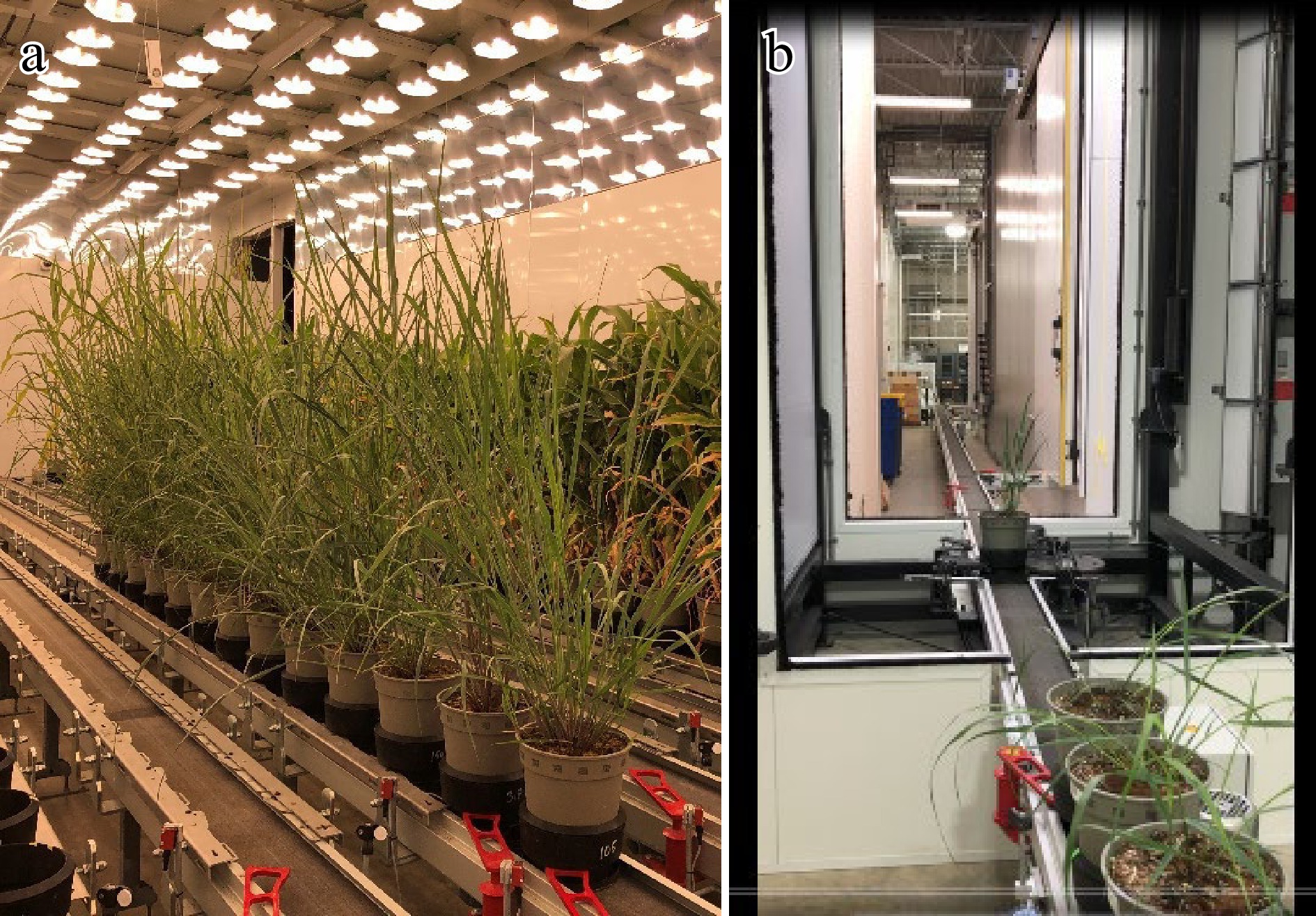 High-throughput phenotyping for plant growth and biomass yield of switchgrass under a controlled ...