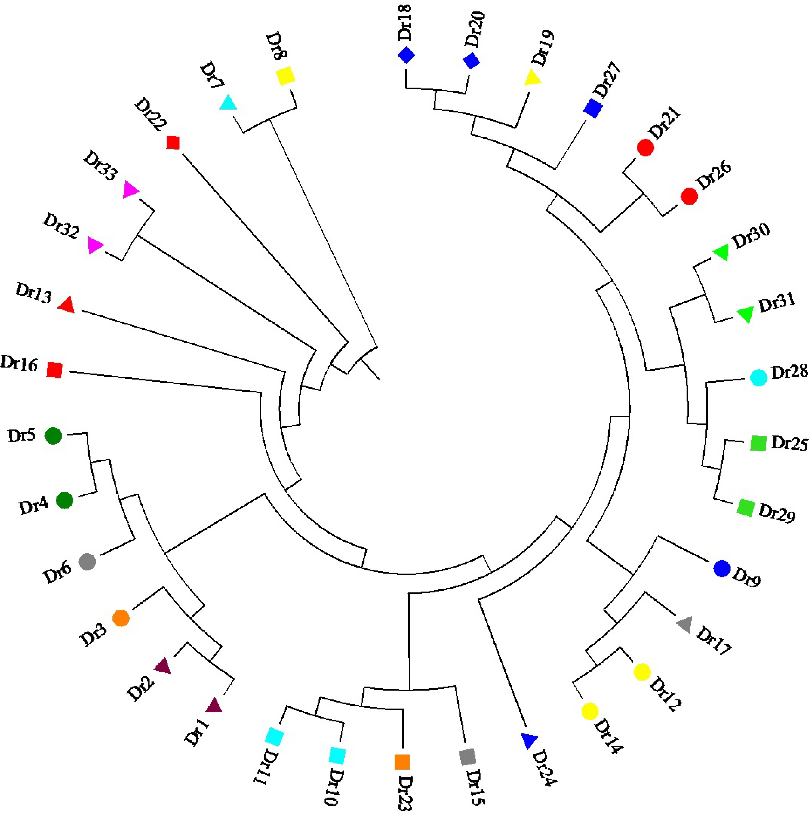 Evaluation of genetic diversity and drought tolerance among thirty ...