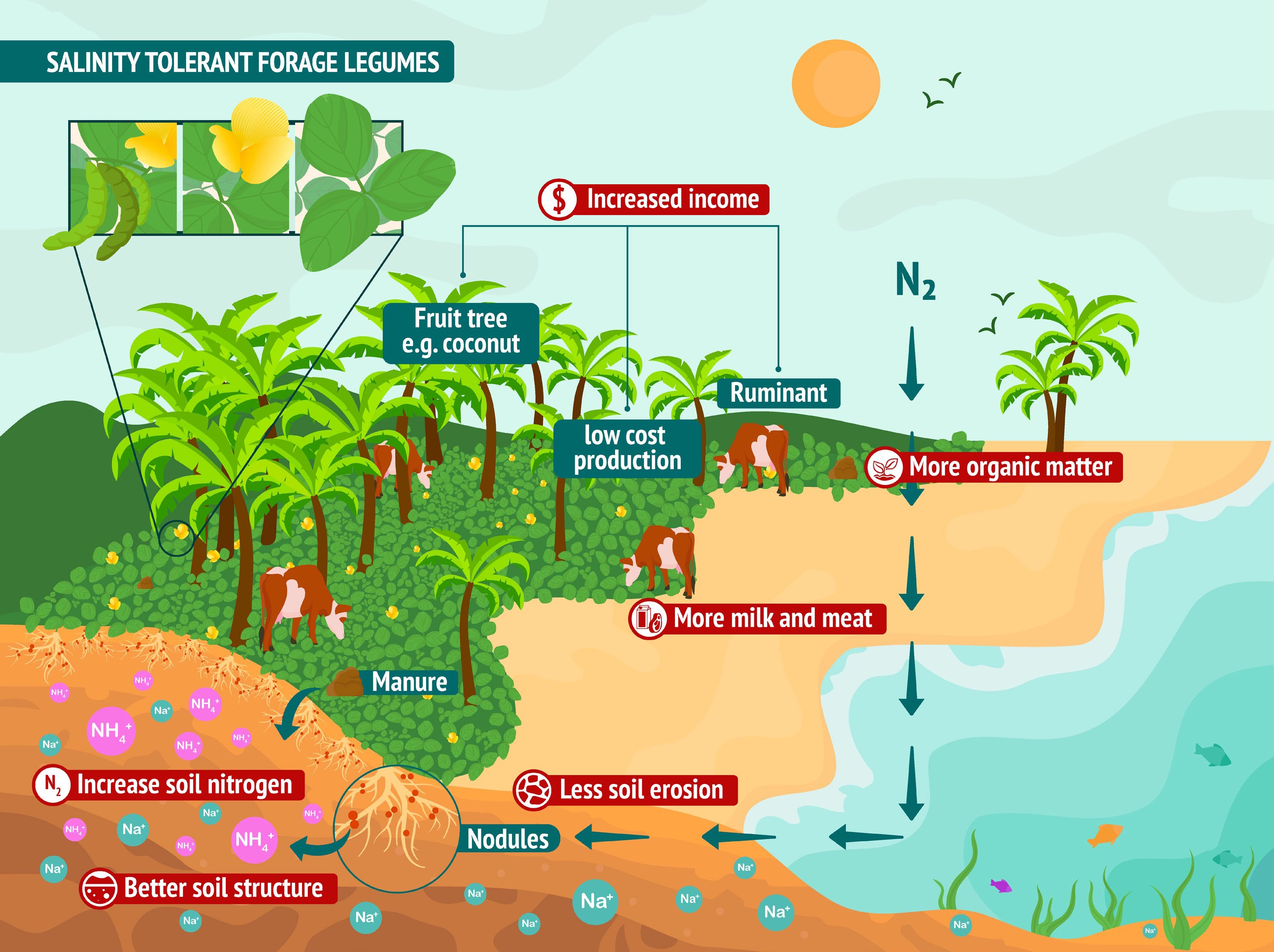 Mining and utilization of salinity tolerant legumes in tropical coastal ...