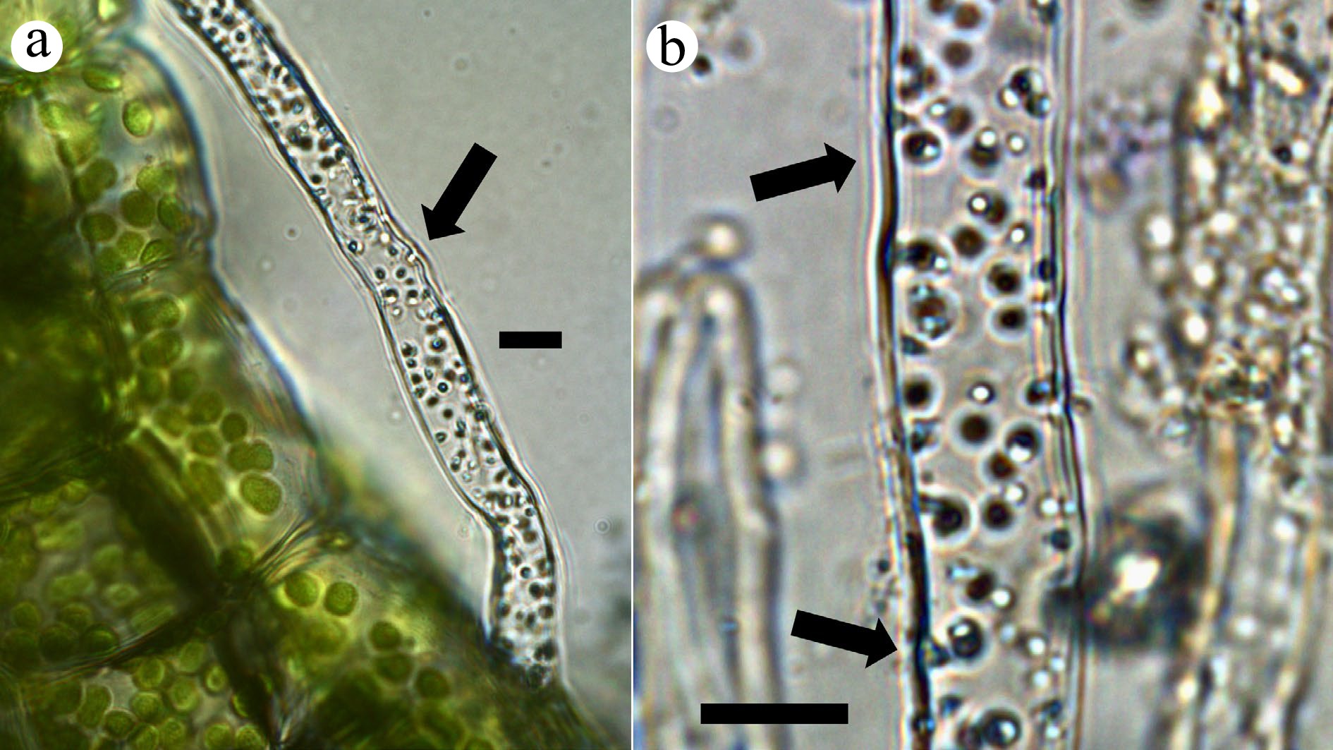Endophyte symbiosis evolutionary development, and impacts of plant ...