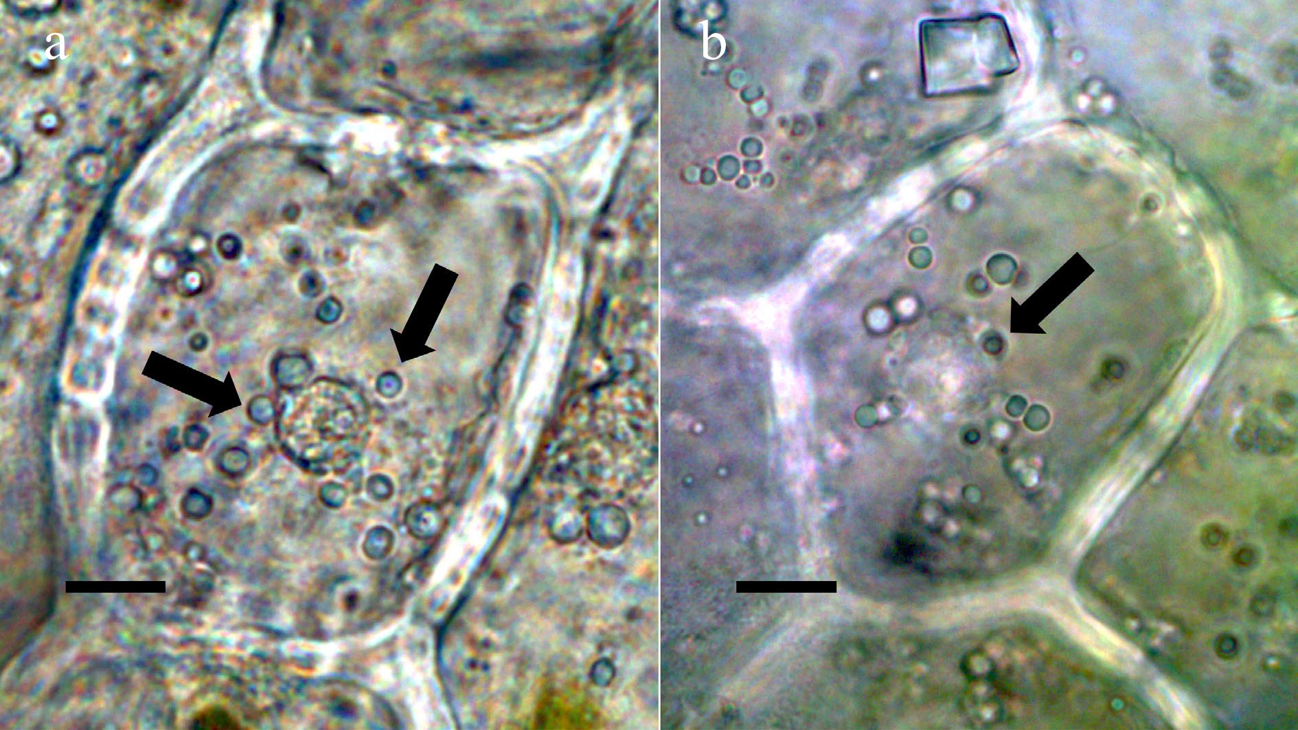 Endophyte symbiosis evolutionary development, and impacts of plant ...