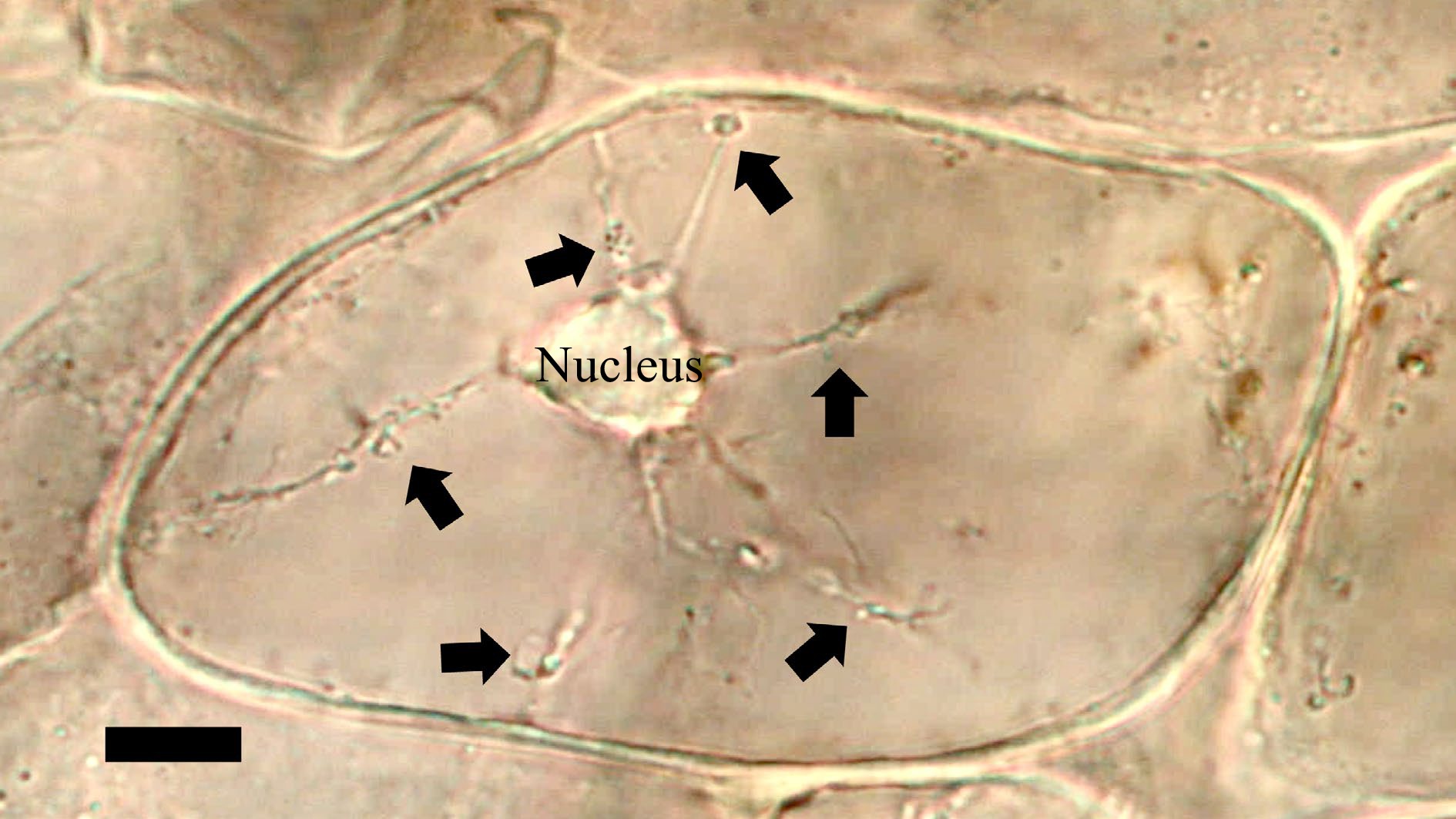 Endophyte symbiosis evolutionary development, and impacts of plant ...