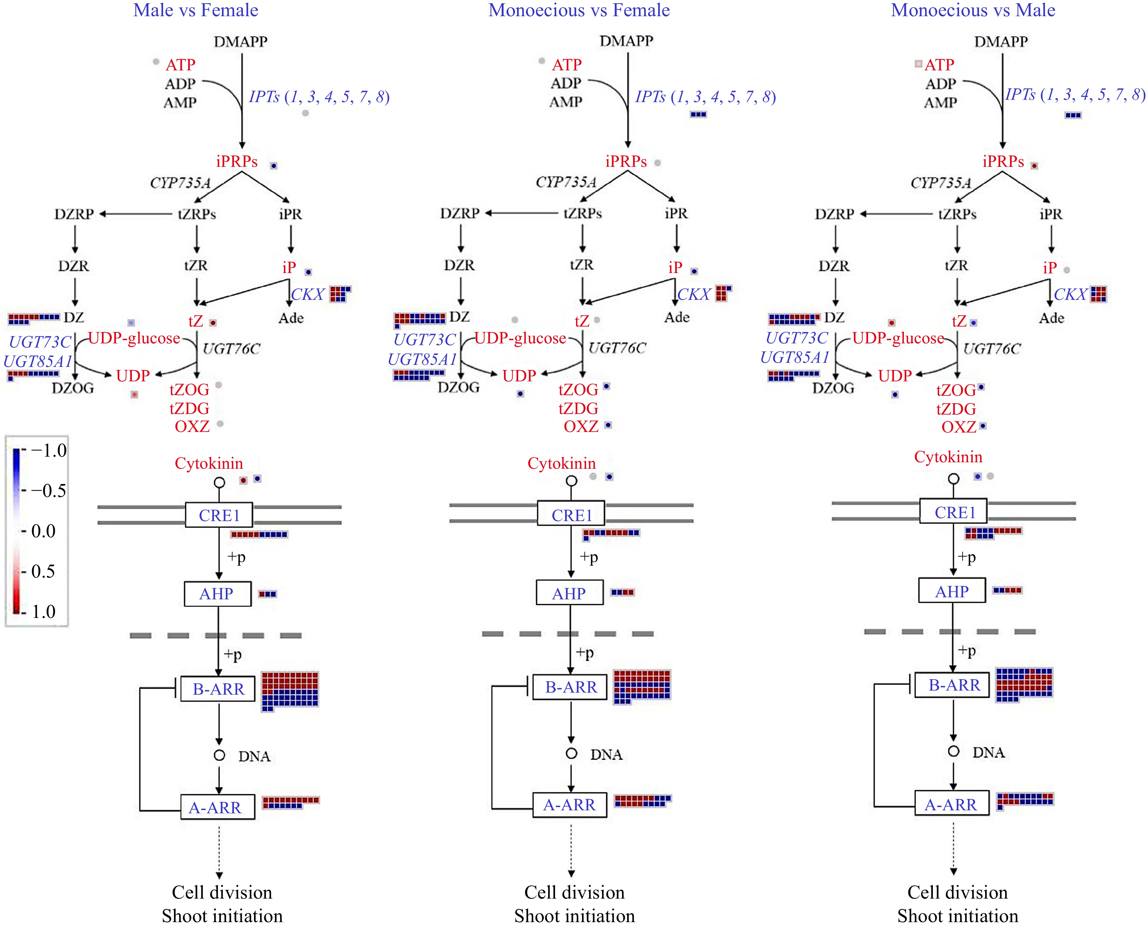 Integration Analysis Of Full Length Transcriptomics And Metabolomics