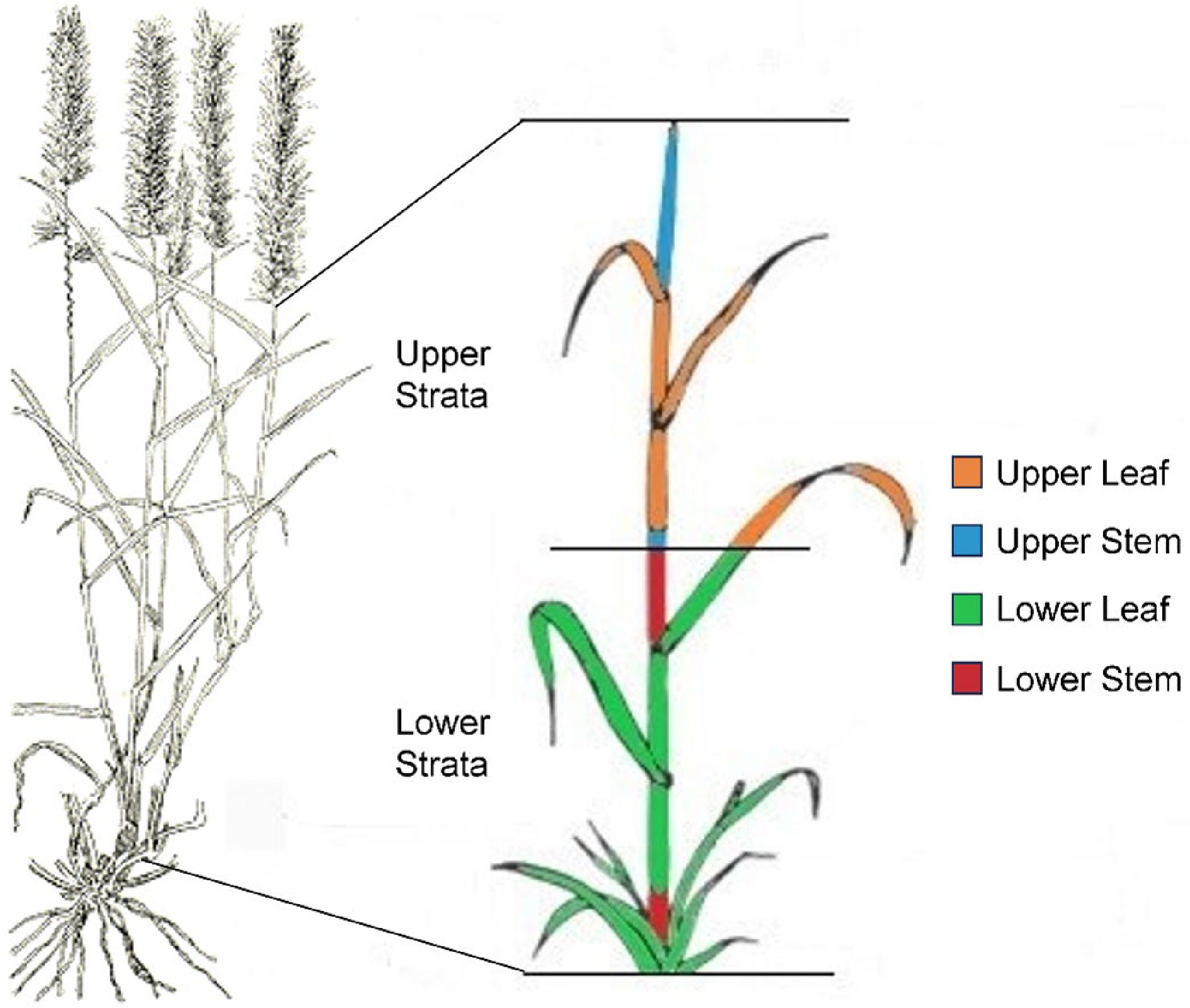 Application of FTIR spectrometry for the assessment of cell wall composition and nutritional ...