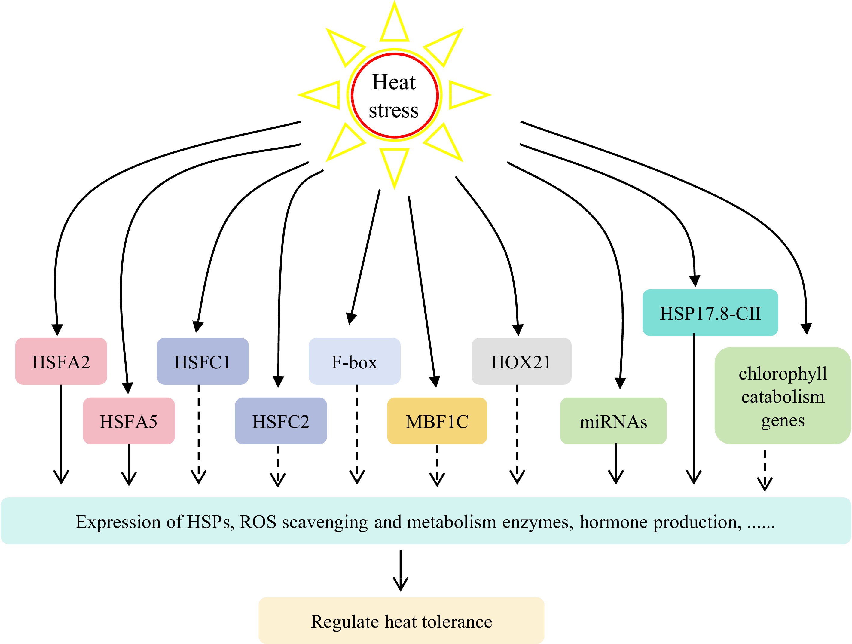 How do cool-season turfgrasses respond to high temperature progress and ...
