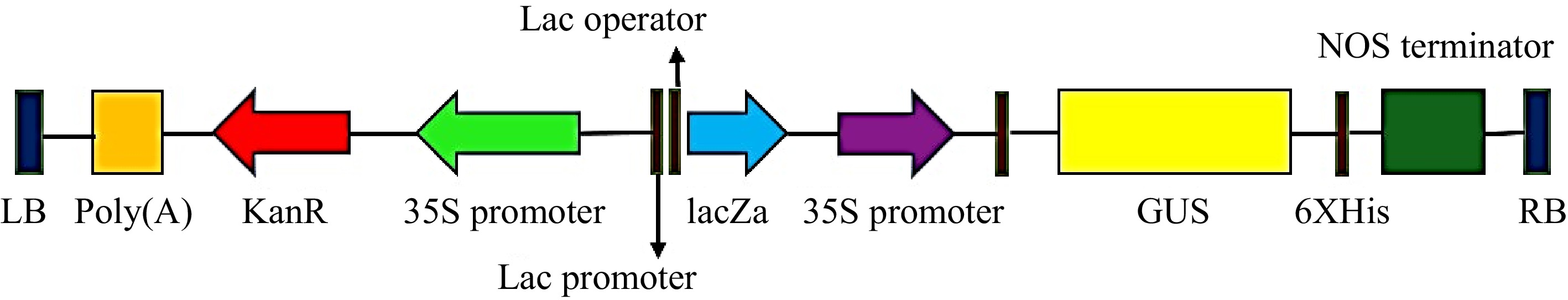 Optimizing Agrobacterium -mediated transformation efficiency in an ...