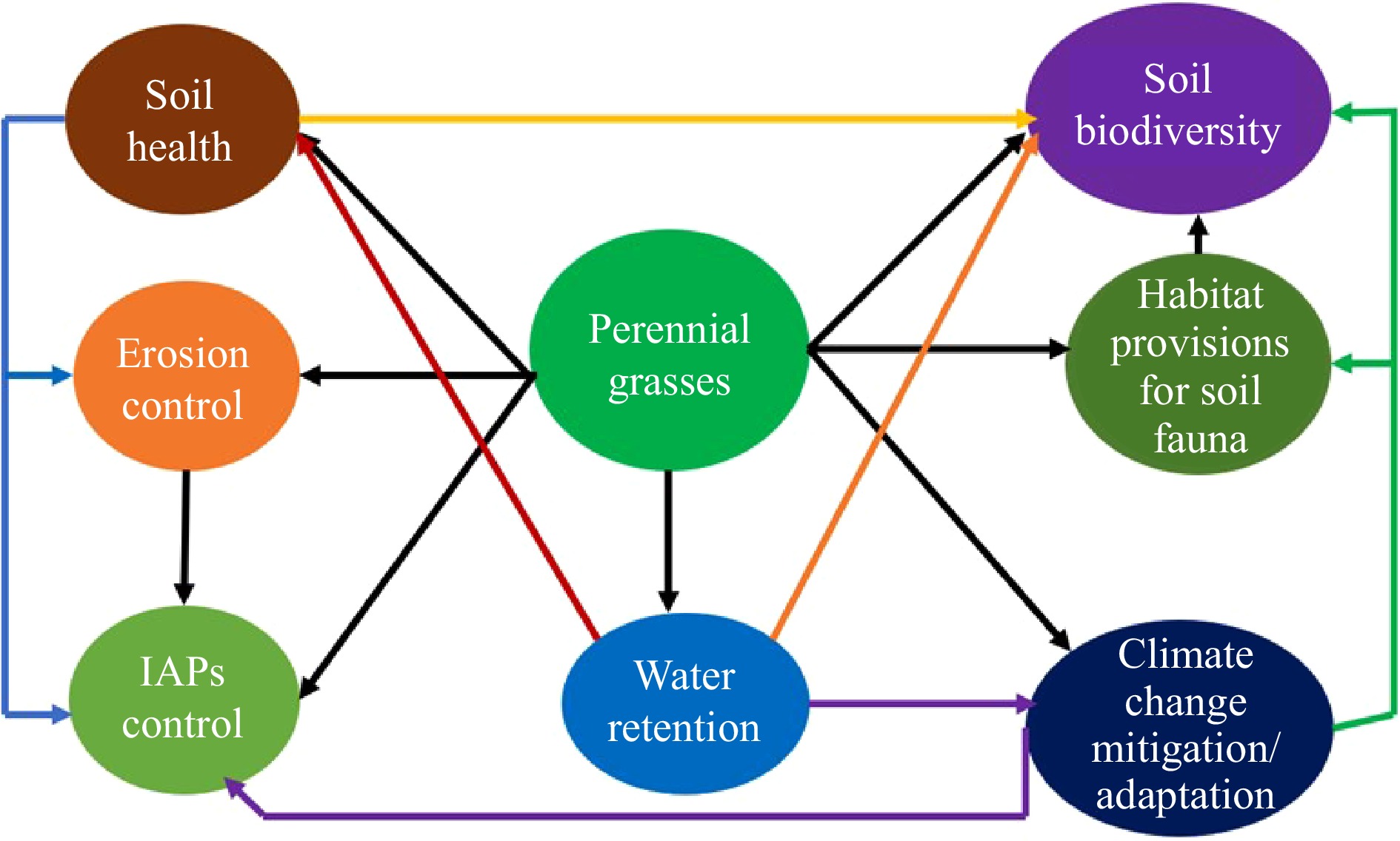 Perennial grasses natural allies for soil health and biodiversity ...