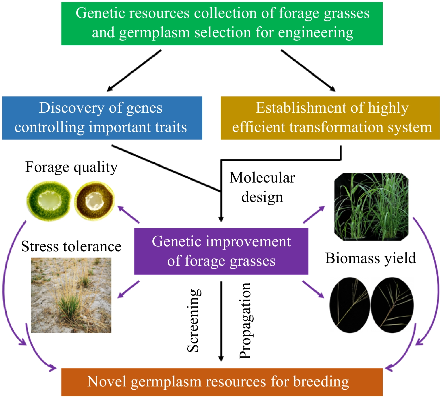 The progress of genetic improvement of forage grasses through ...