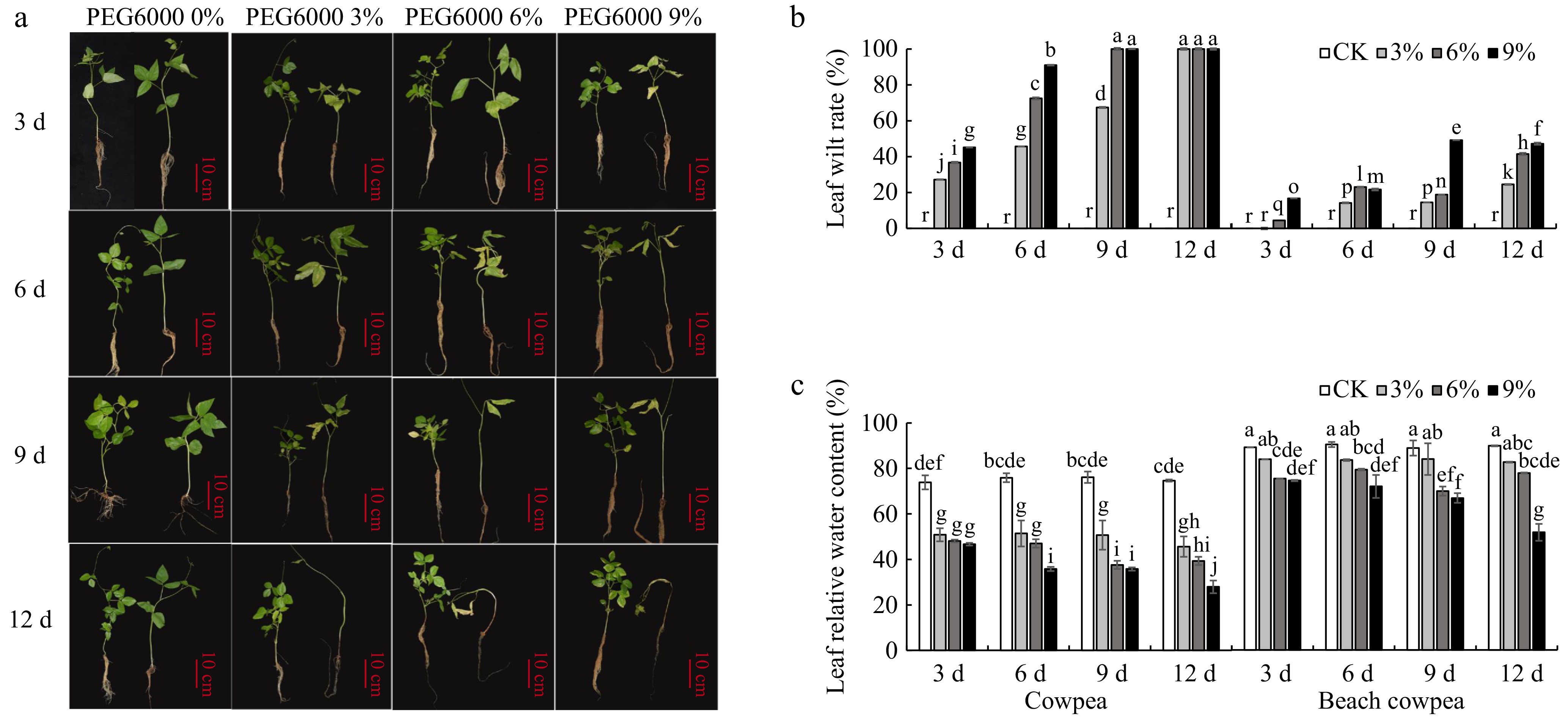 Physiological and molecular insights into adaptive responses of Vigna ...