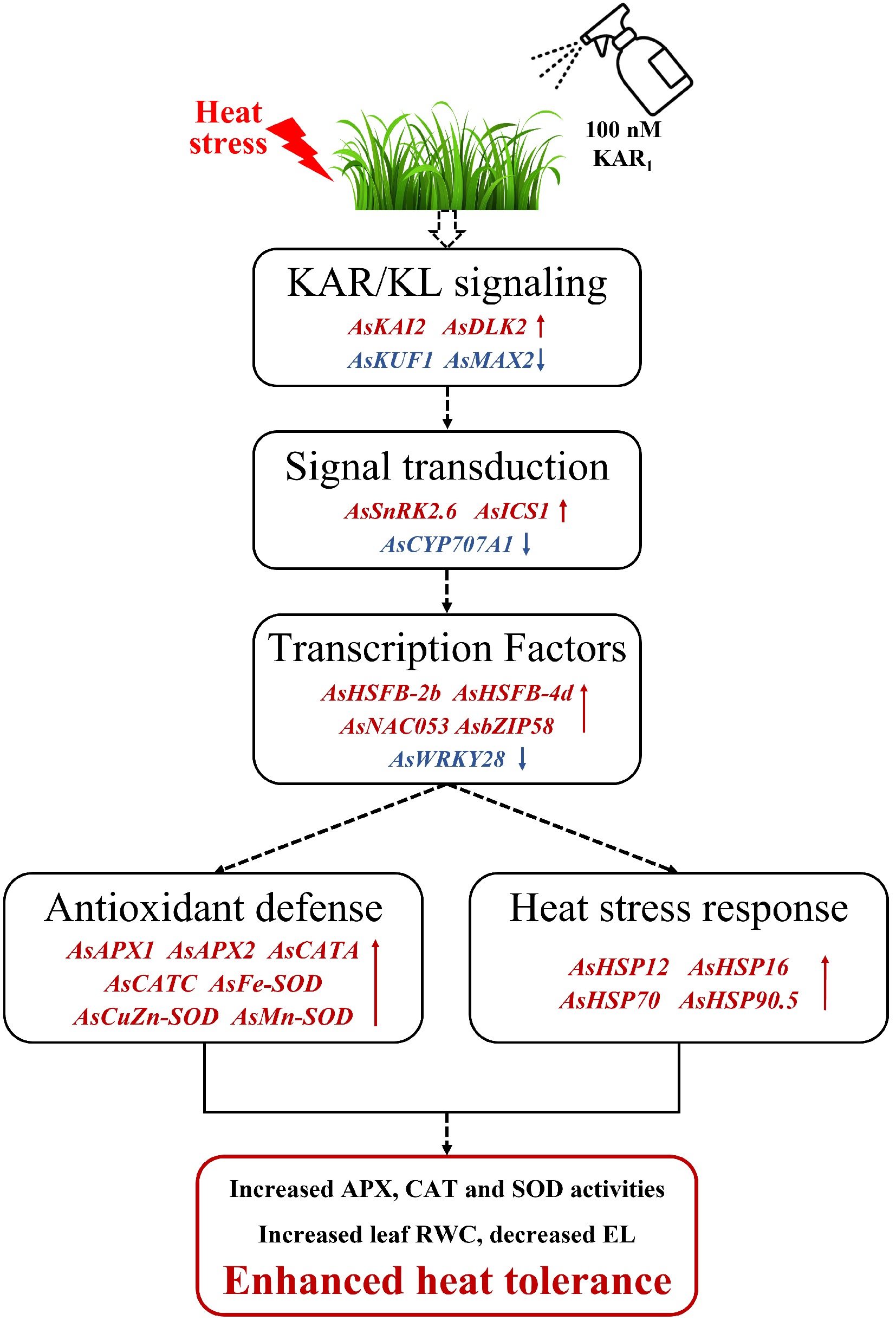 Foliar application of Karrikin 1 enhanced heat tolerance of creeping ...
