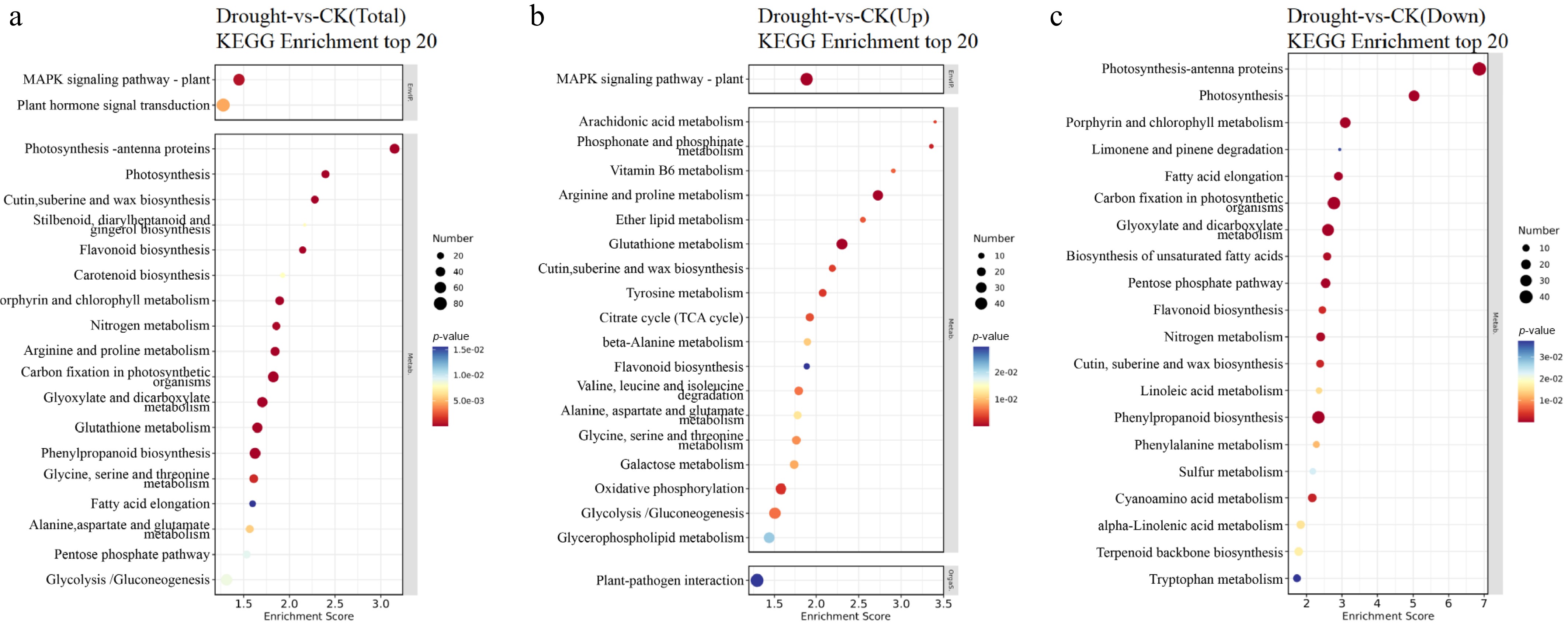 Integrated physiological and transcriptomic analysis reveals key ...
