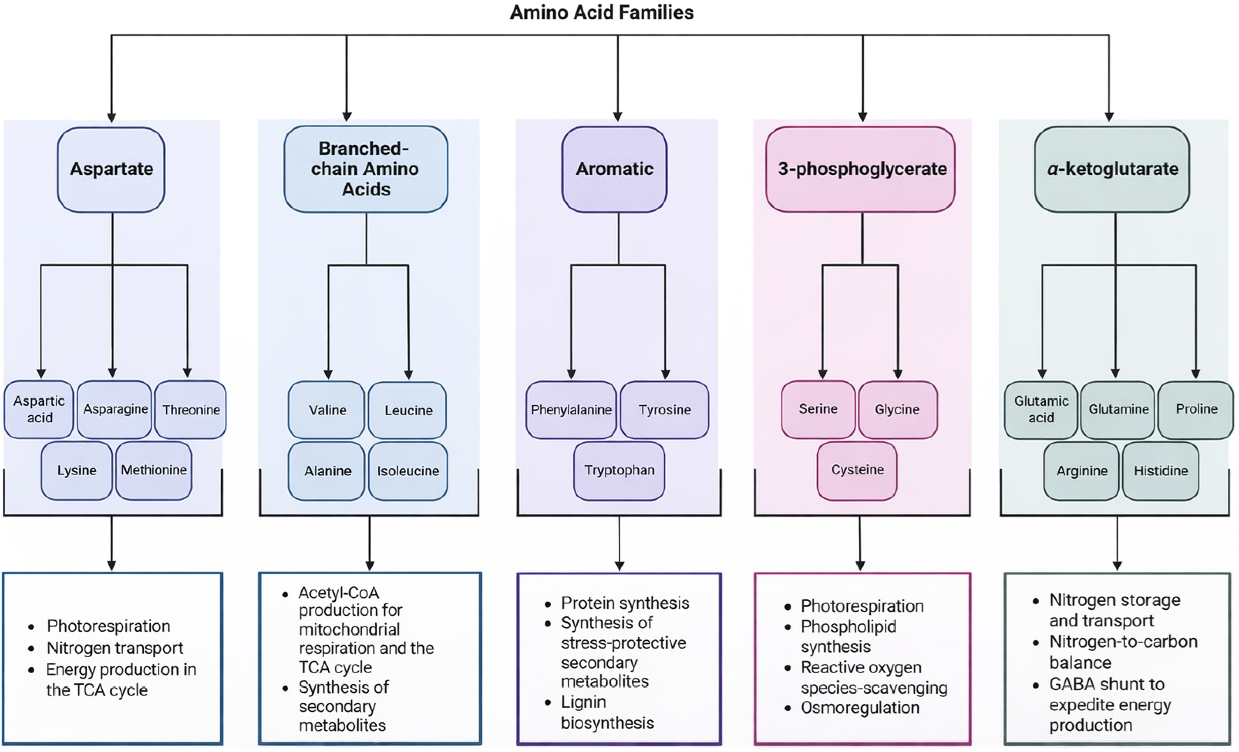 Regulatory mechanisms of amino acids for improving plant tolerance to ...