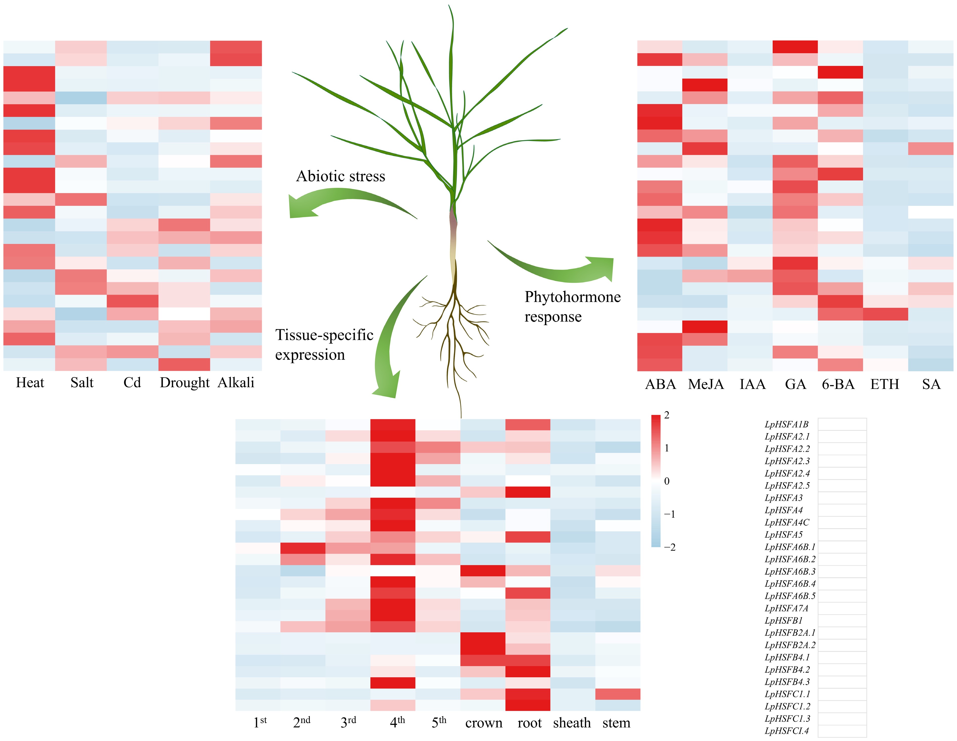 Beyond heat stress: the heat shock factor family orchestrates ...