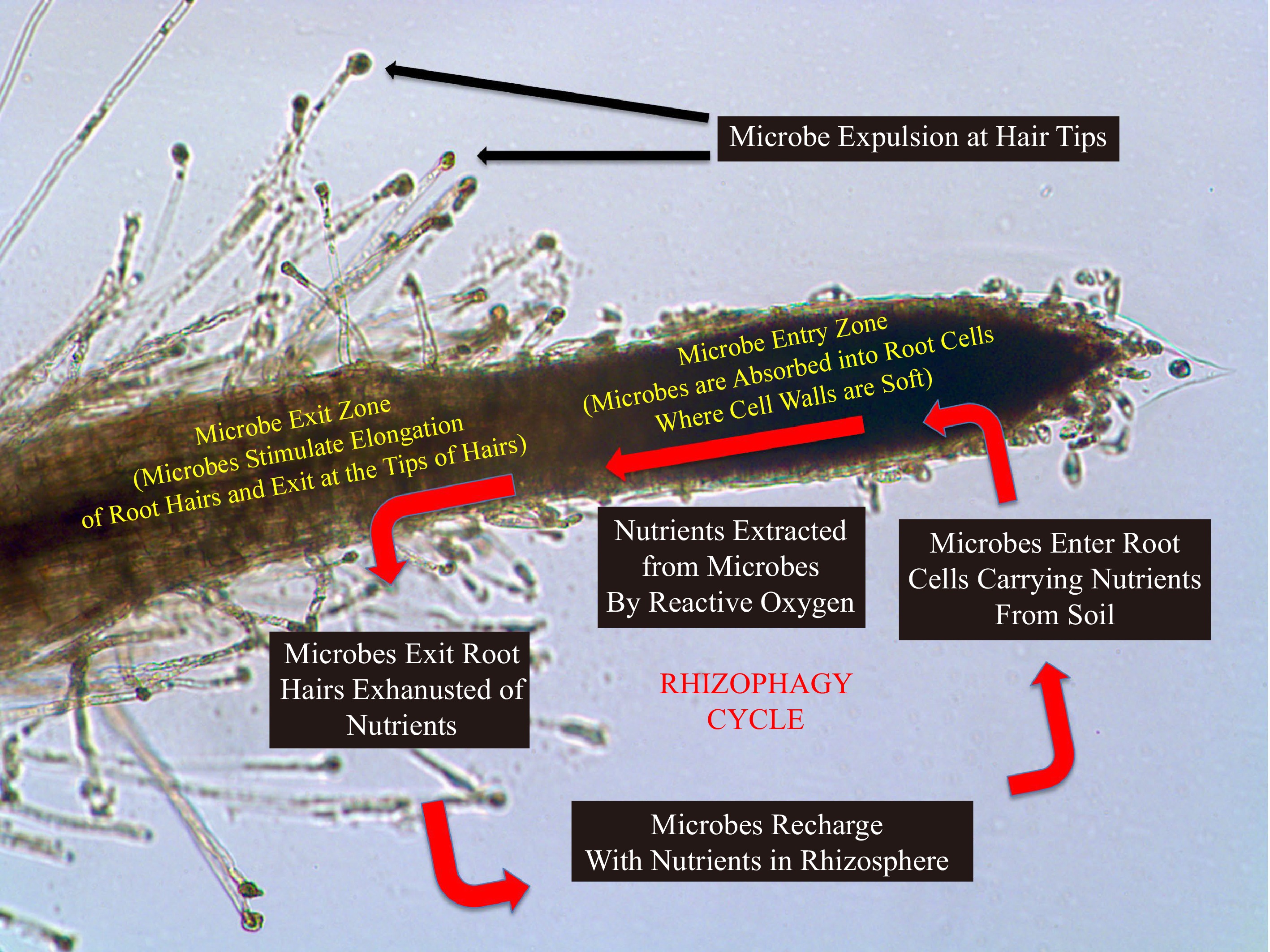 Endophyte Symbiosis: Evolutionary Development, and Impacts of Plant ...