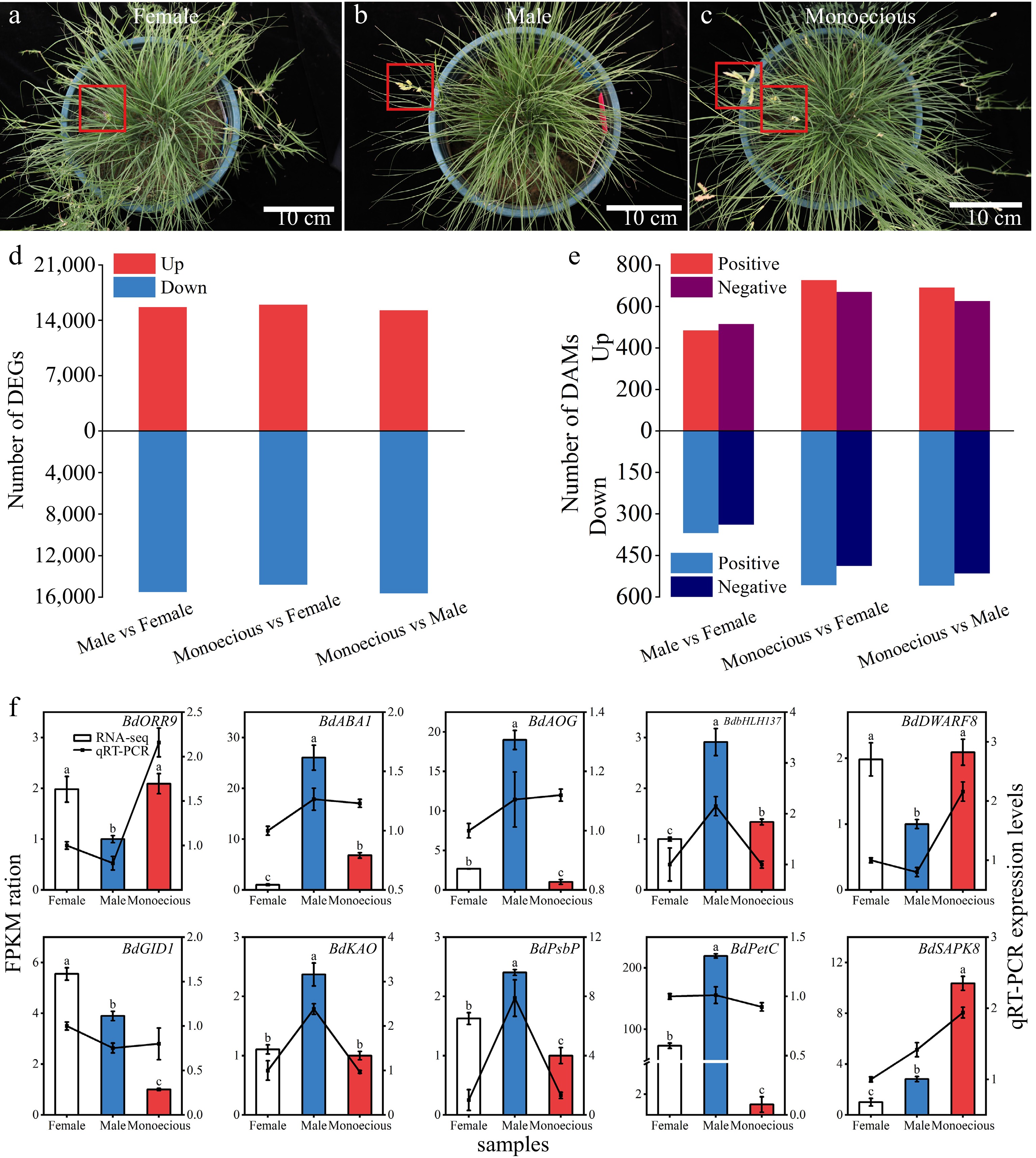 Integration Analysis Of Full Length Transcriptomics And Metabolomics