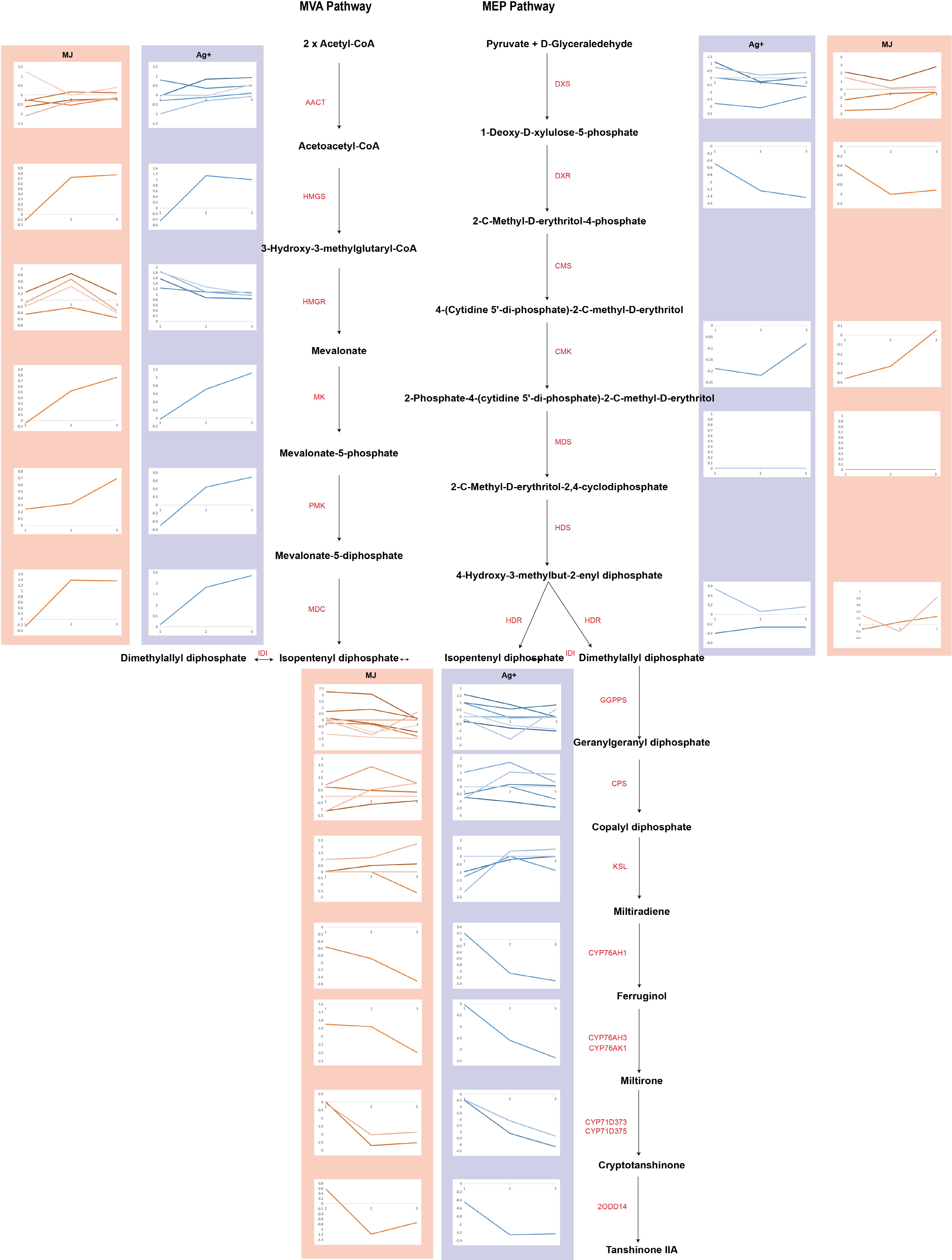 Transcriptomic analysis provides insight into the regulation mechanism ...