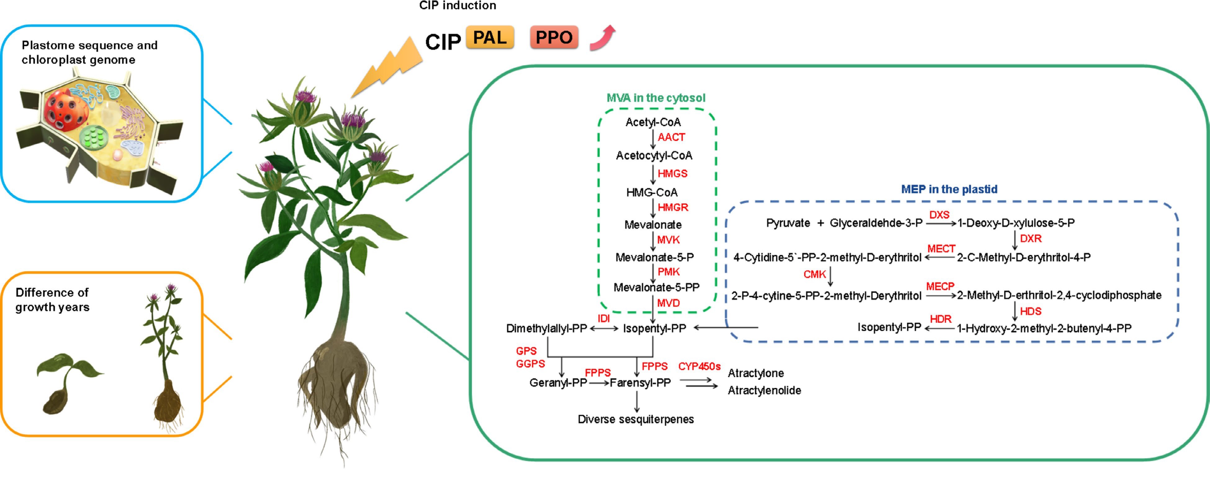 Current progress of Atractylodes macrocephala Koidz. A review of its ...