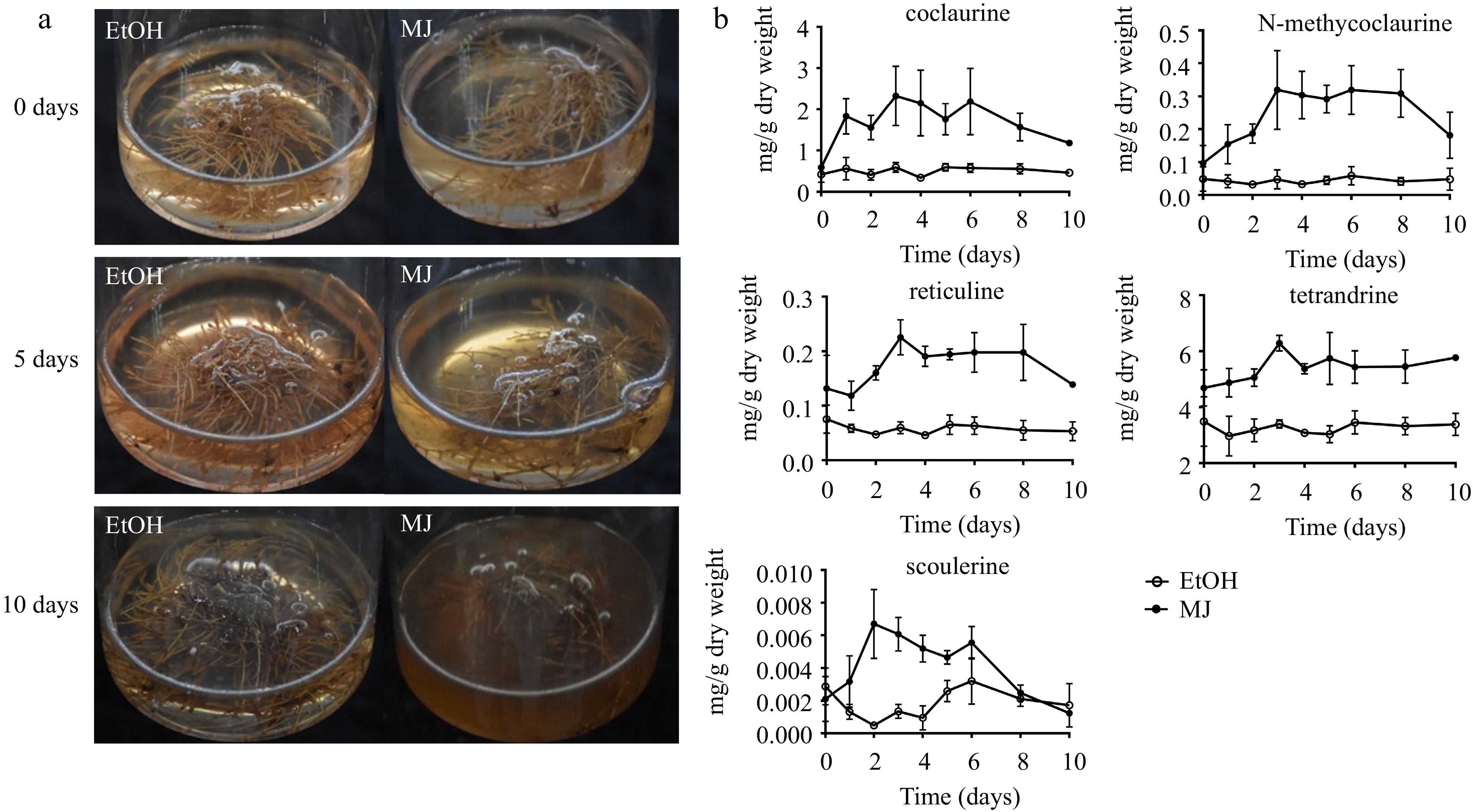 Establishment of hairy root culture and its genetic transformation of ...