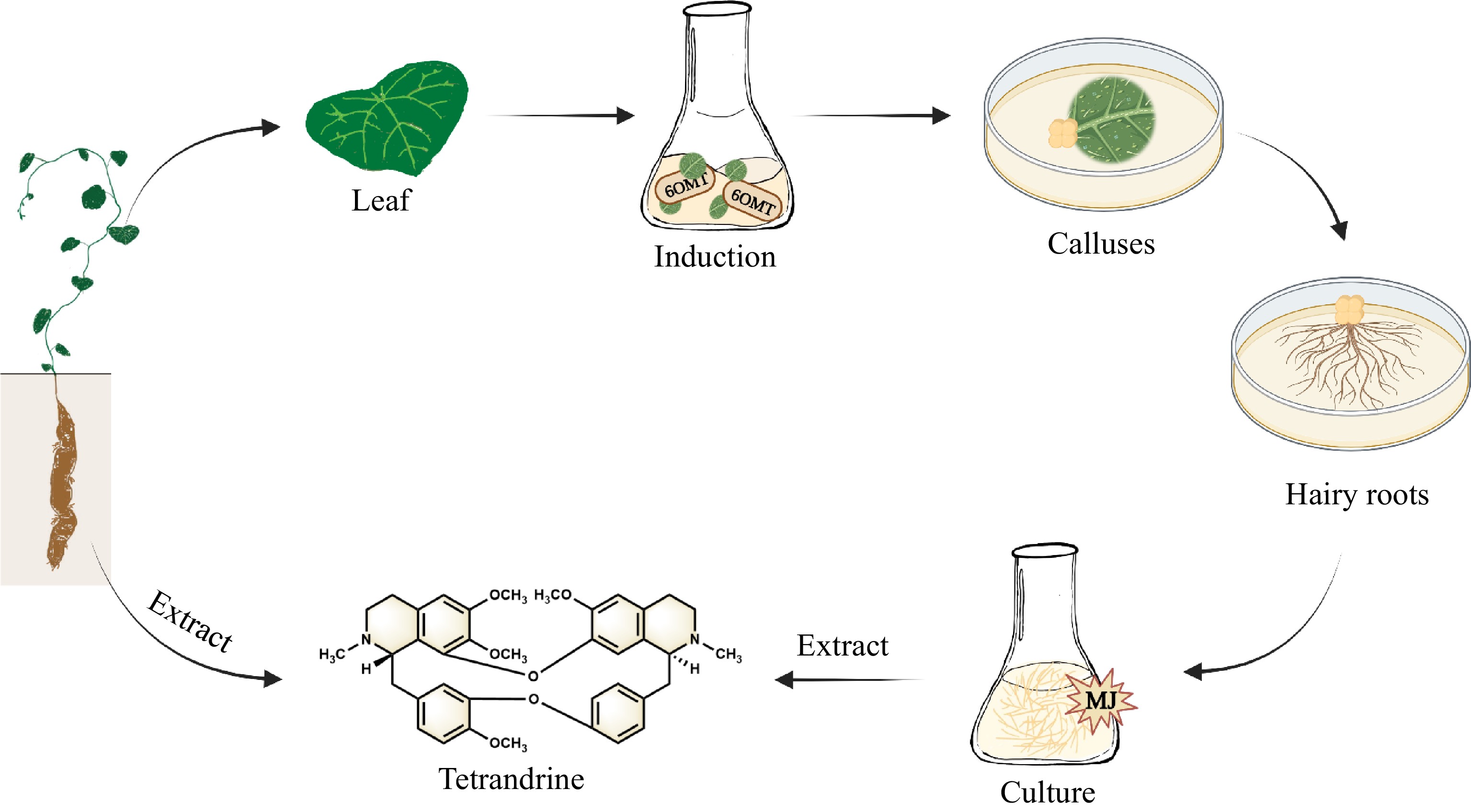 Establishment of hairy root culture and its genetic transformation of ...