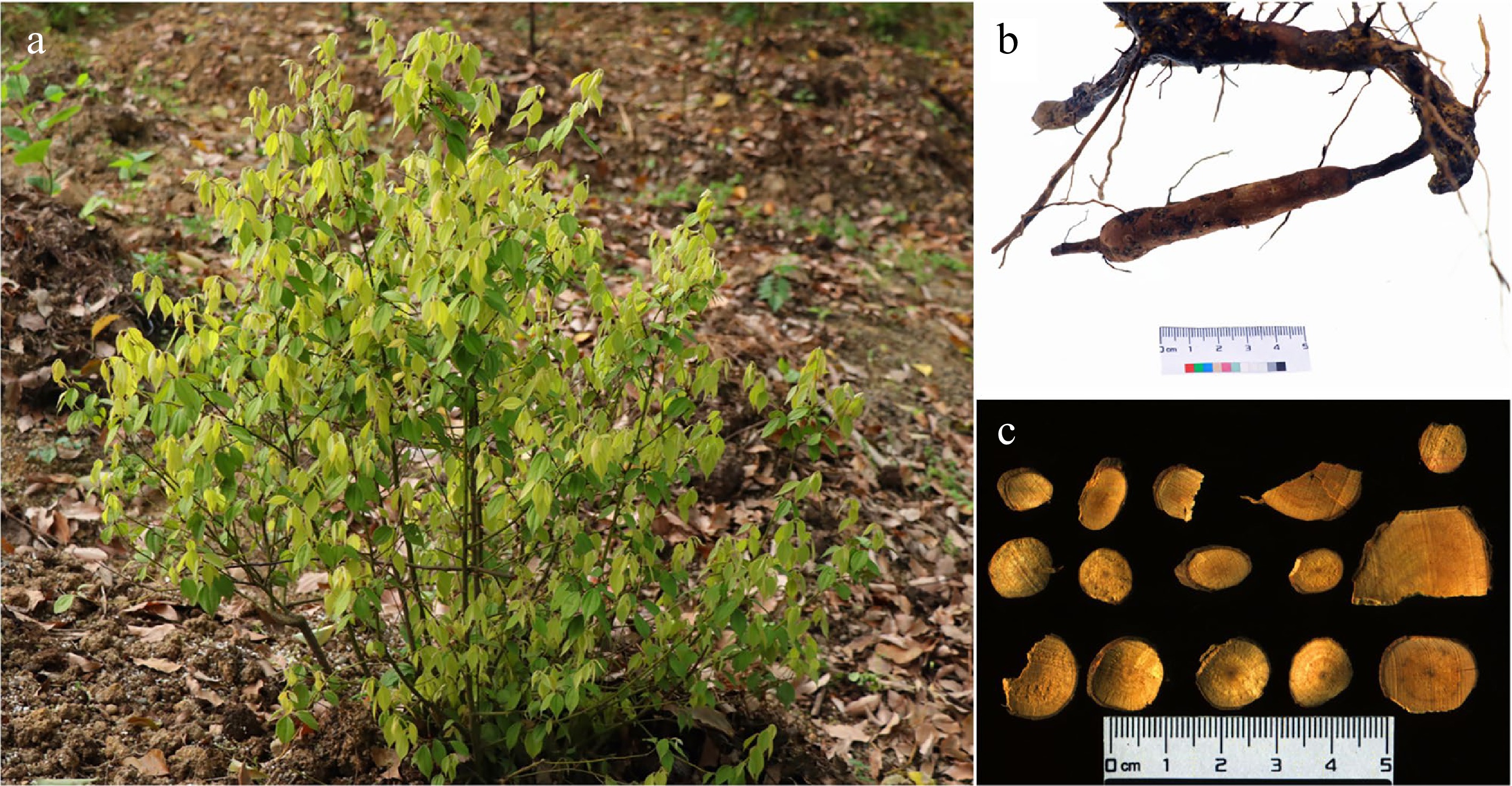 Lindera aggregata (Sims) Kosterm a systematic review of its traditional ...