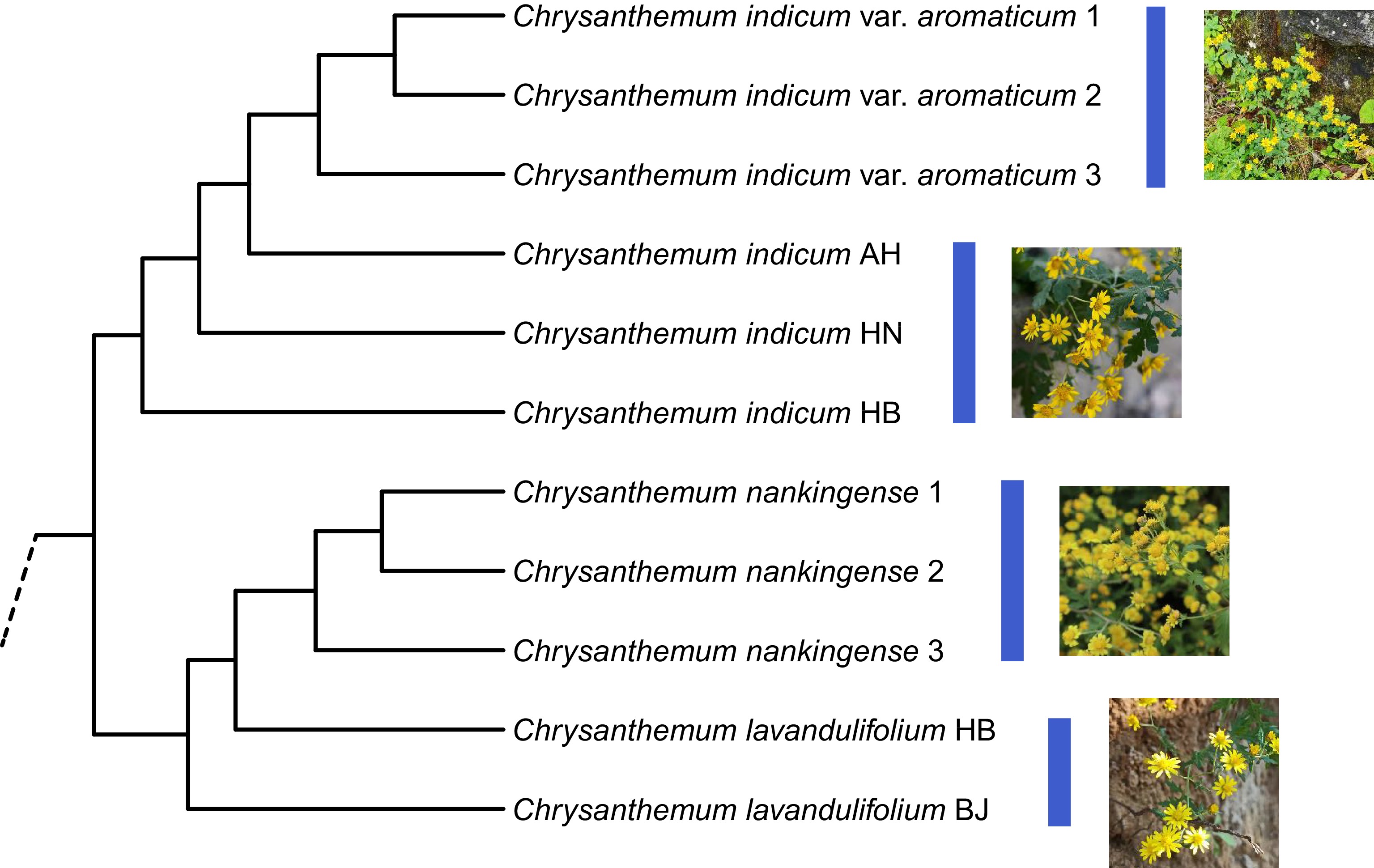 Phylogeny, genetics and ecological adaptation of the Chrysanthemum ...