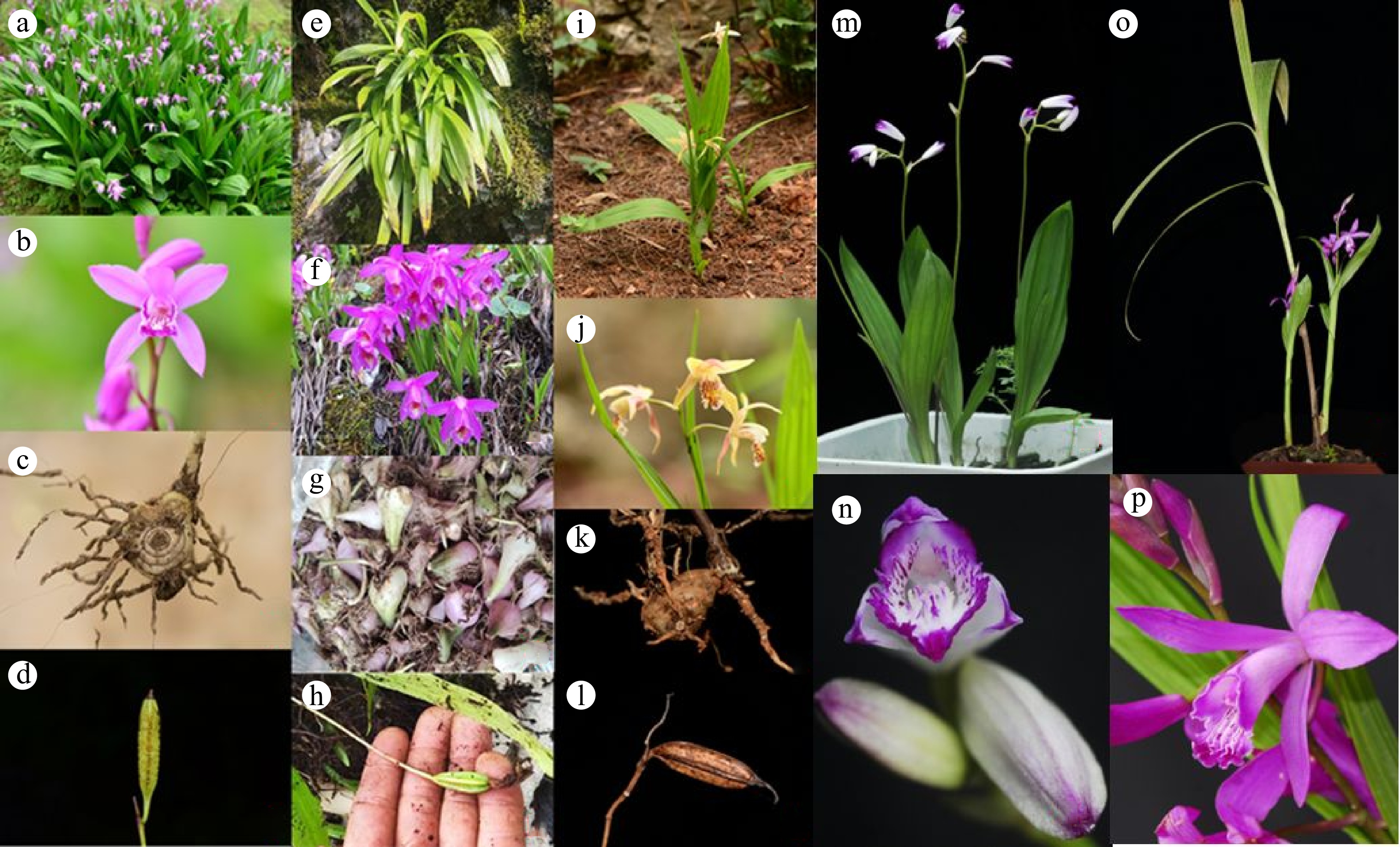 Ethnopharmacology of Bletilla orchid species a comprehensive review on ...