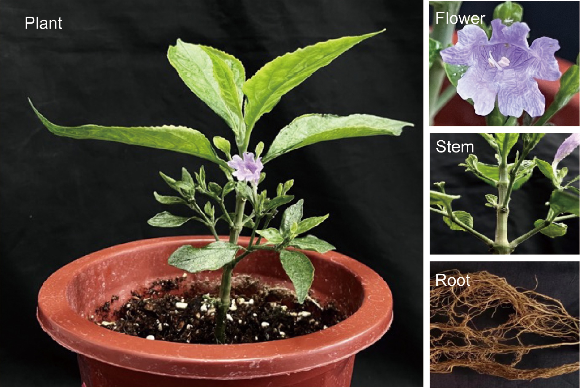 Advances and perspectives in chemical and biological studies of ...