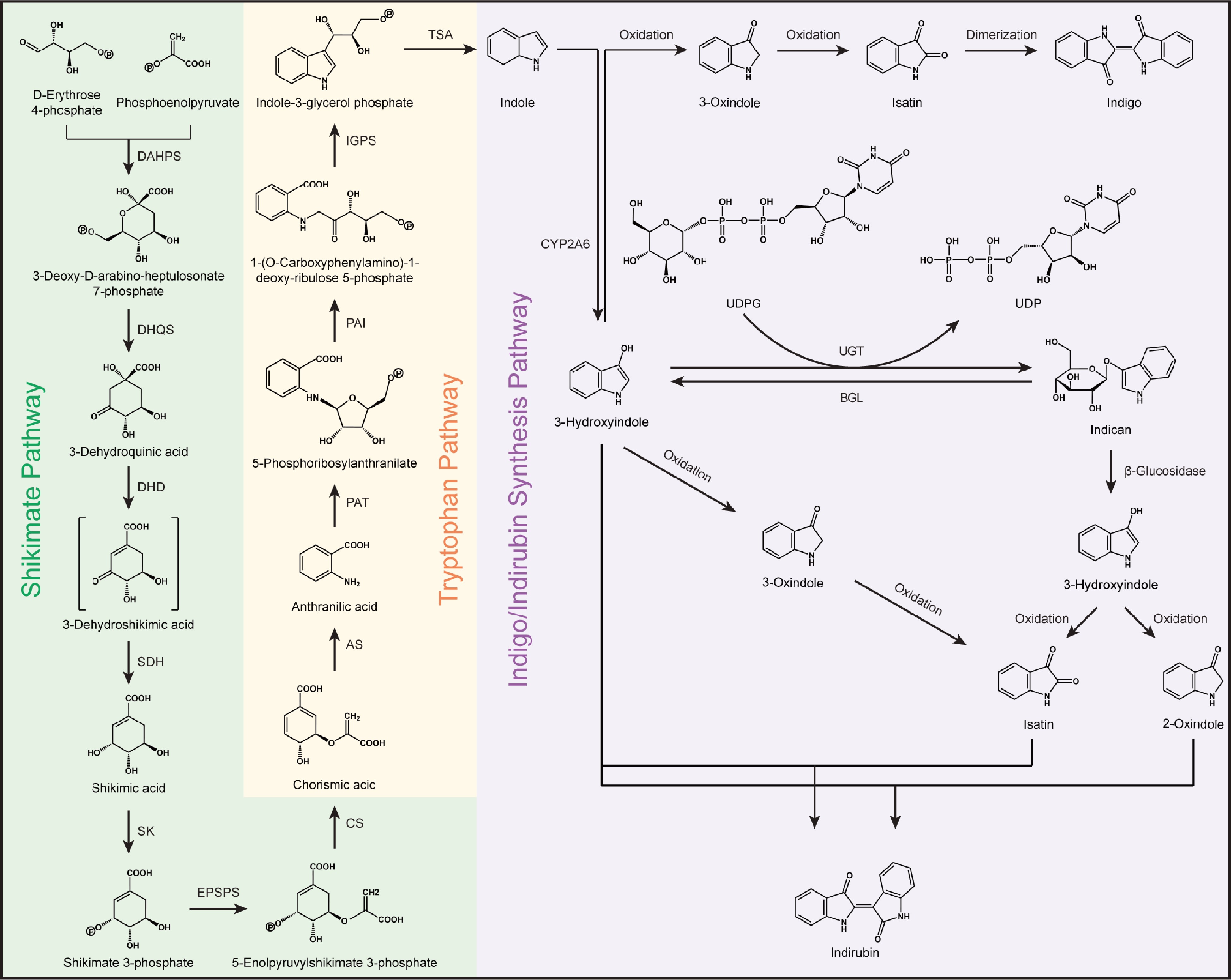 Advances and perspectives in chemical and biological studies of ...