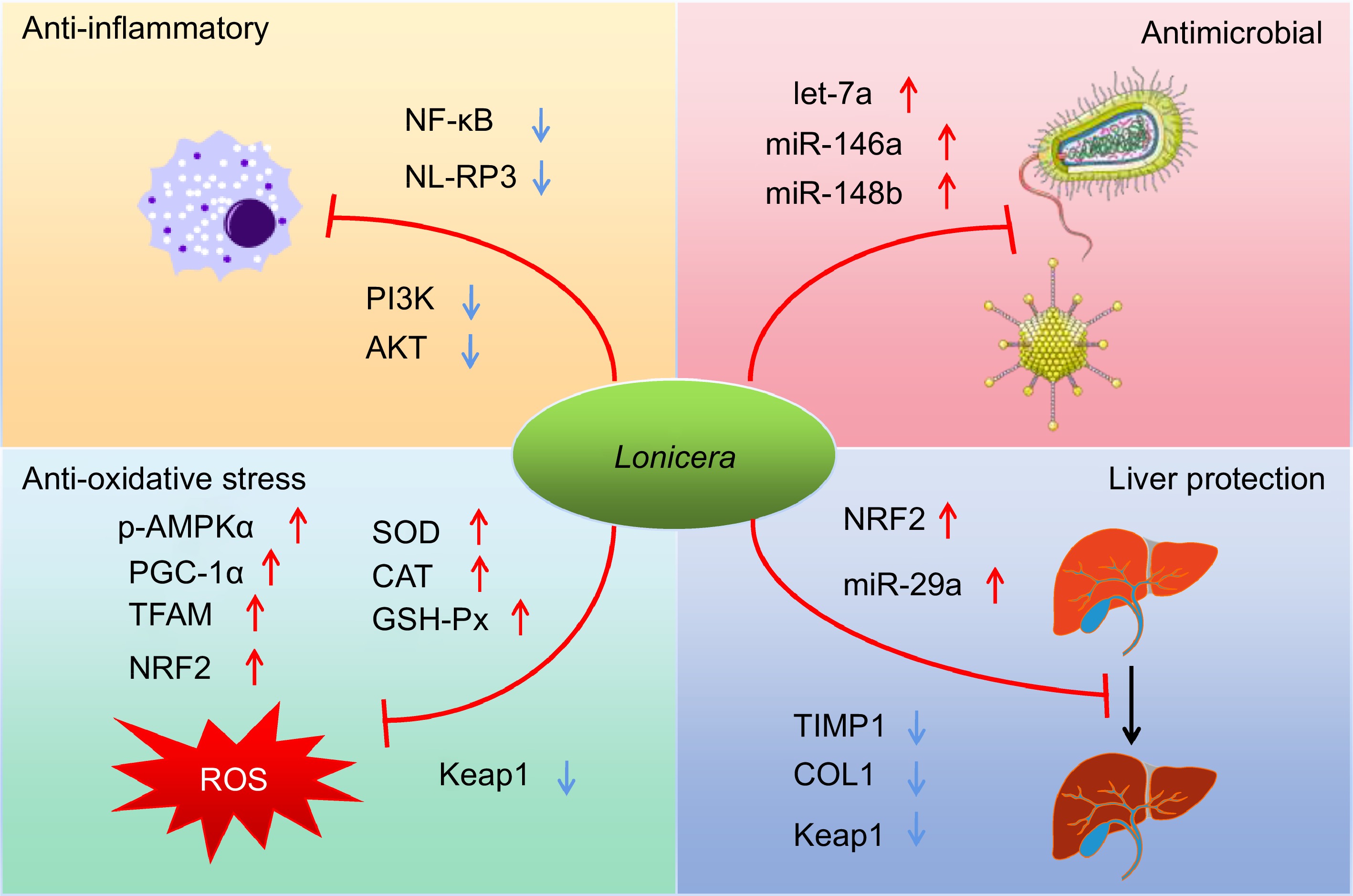 Research progress on the biosynthesis, metabolic engineering, and ...