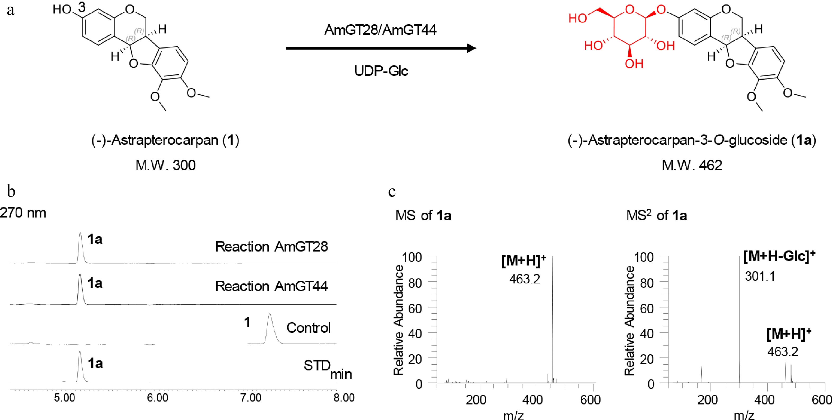 Characterization of two pterocarpan glycosyltransferases in Astragalus ...