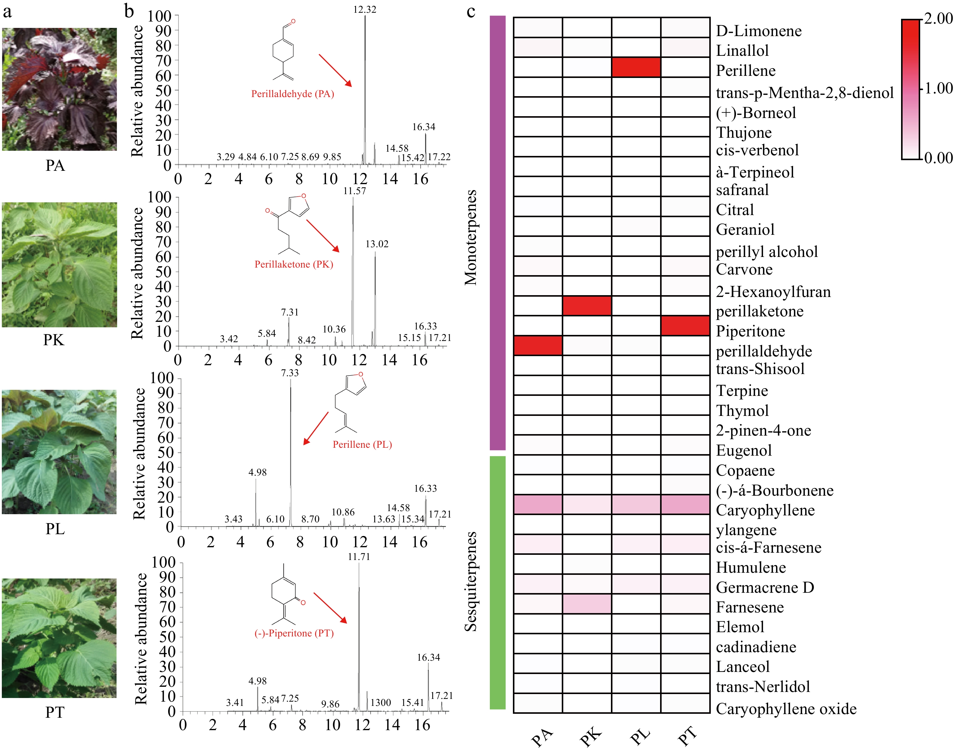 Analysis of monoterpene biosynthesis and functional TPSs of Perilla ...