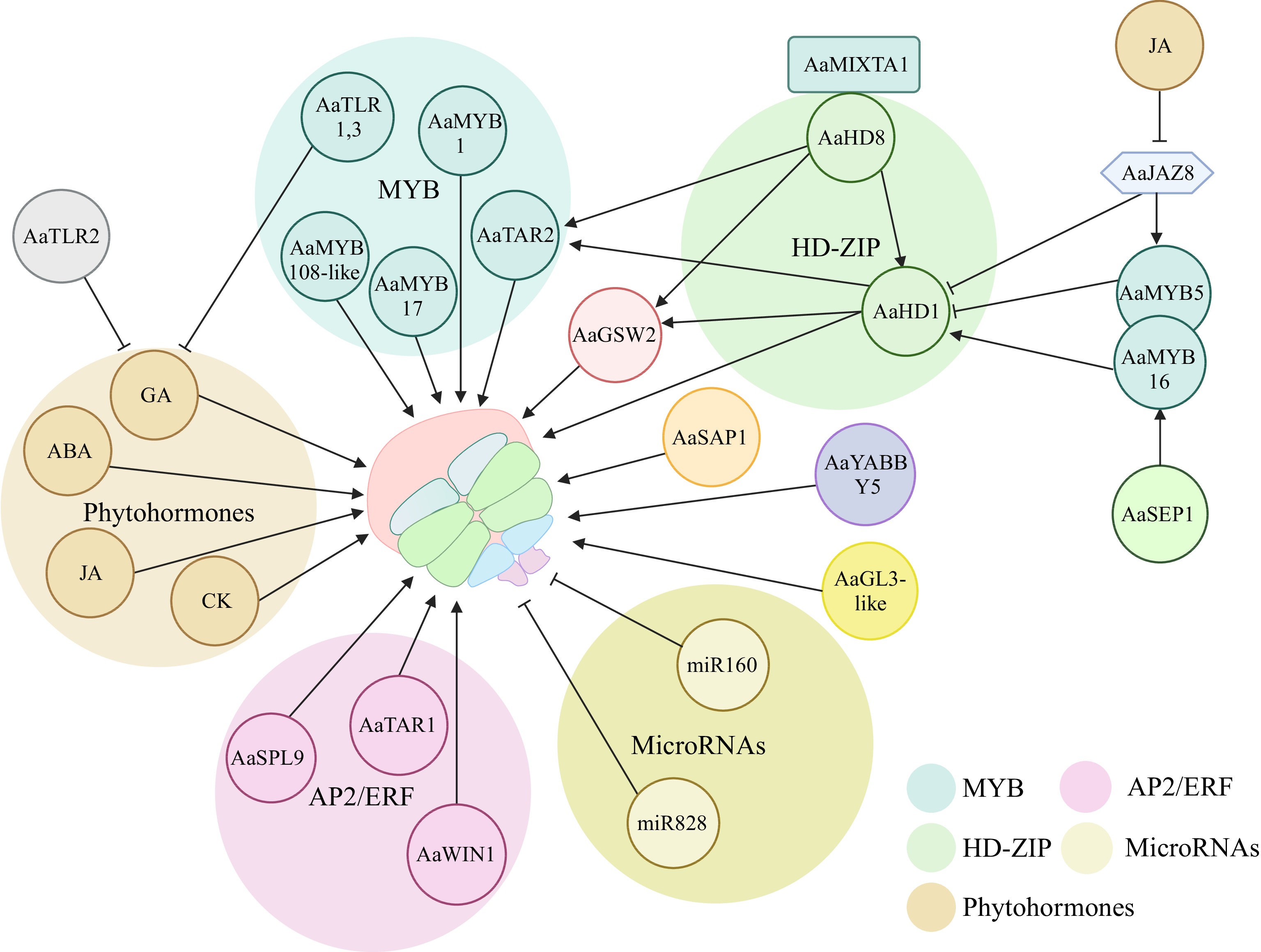 Glandular trichomes the factory of artemisinin biosynthesis