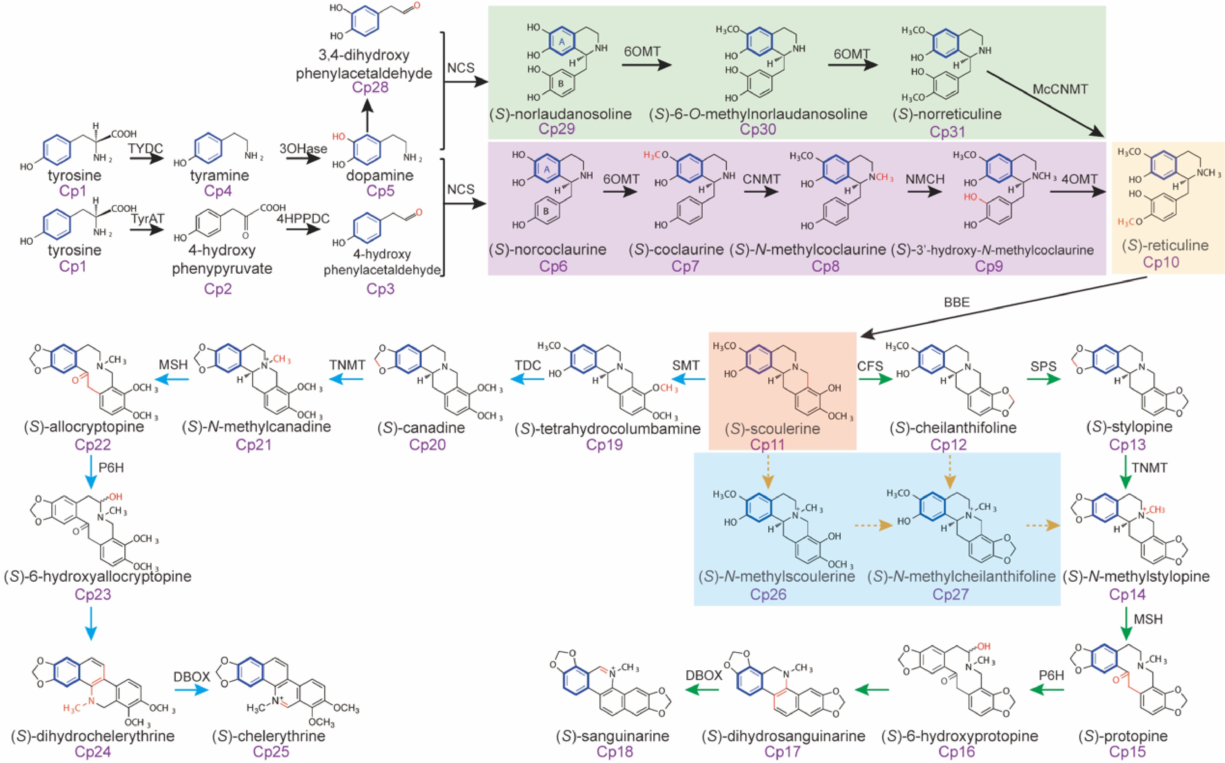 Systemic review of Macleaya cordata genetics, biosynthesis of active ...
