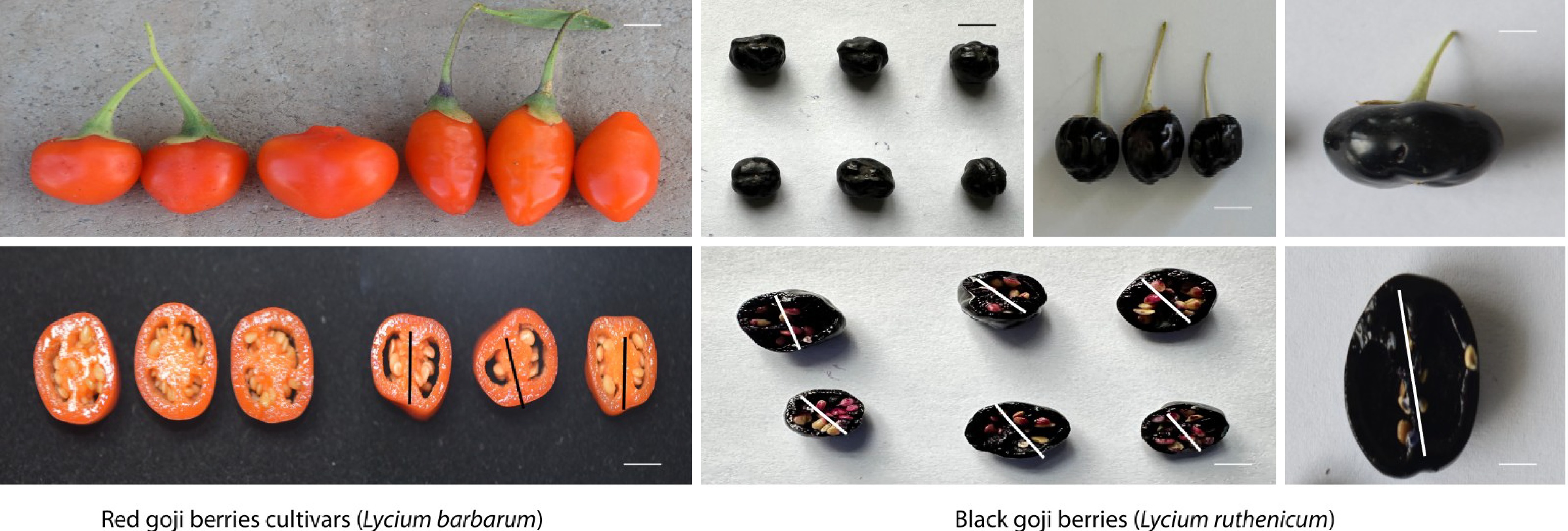 Preservation and innovation of goji berry germplasm resources