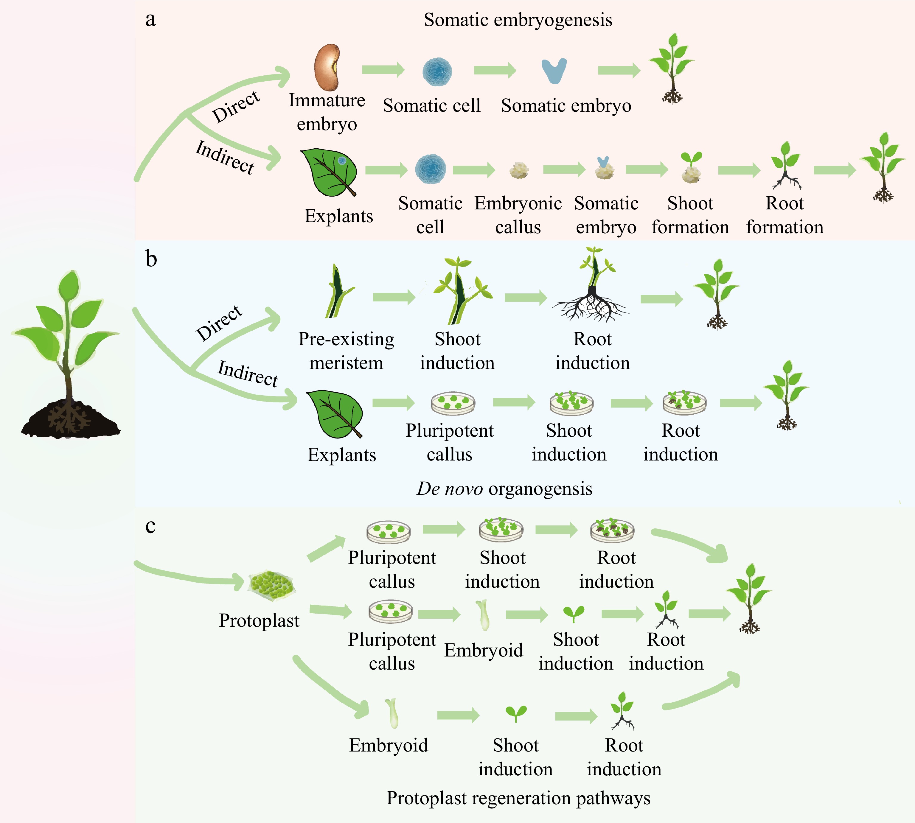 What Are Somatic Cells In Plants