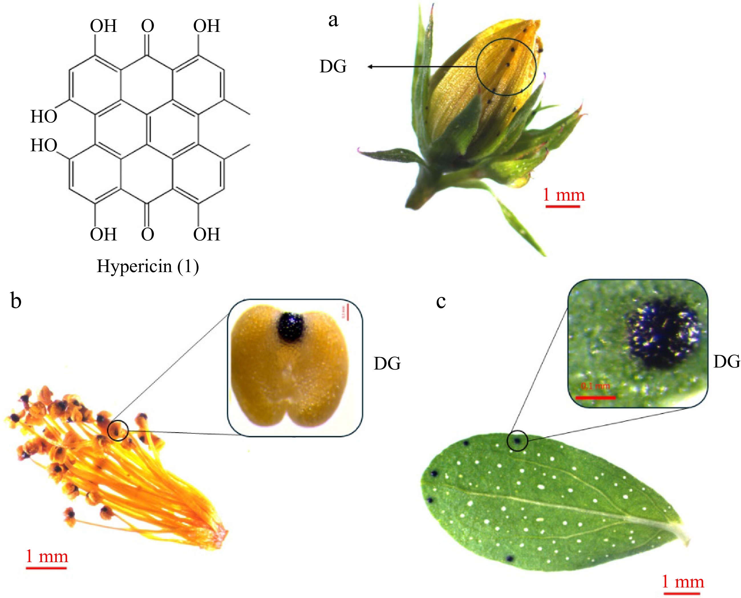 Secondary metabolites of medicinal use in Hypericum spp. a rich history ...