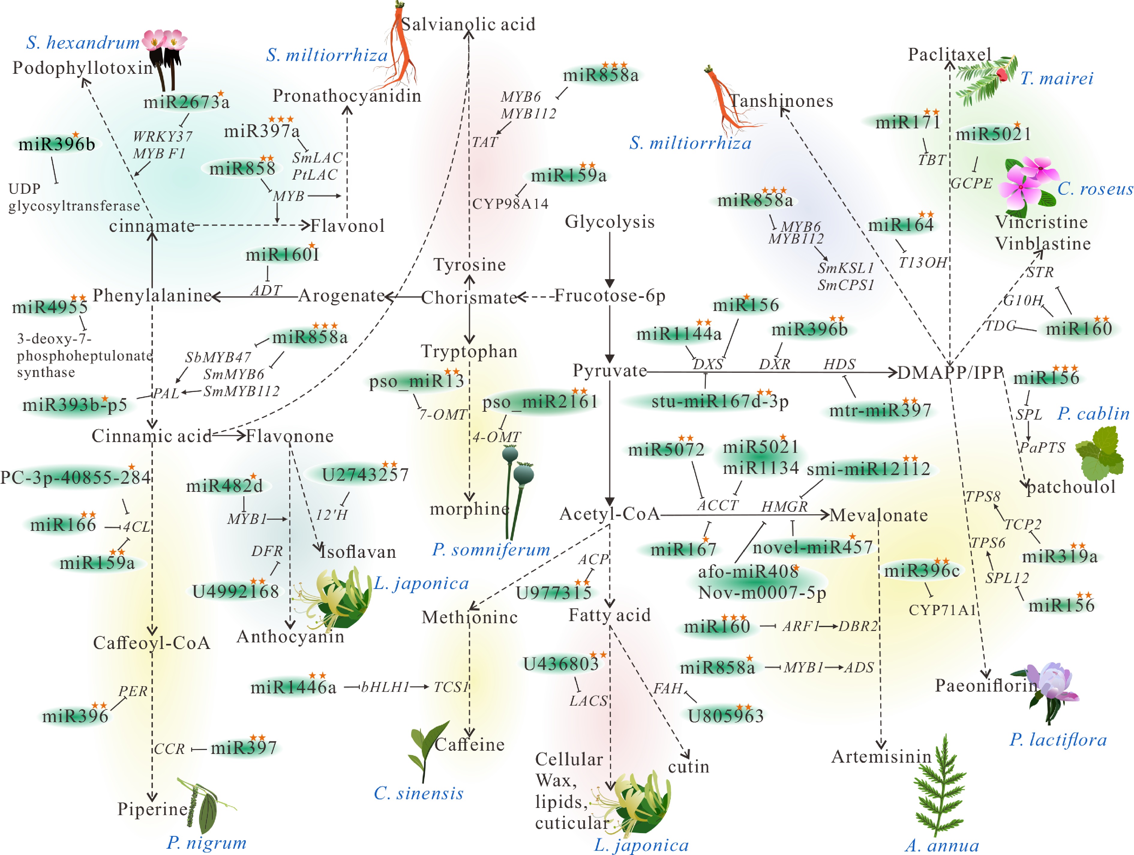 The multifaceted role of microRNA in medicinal plants