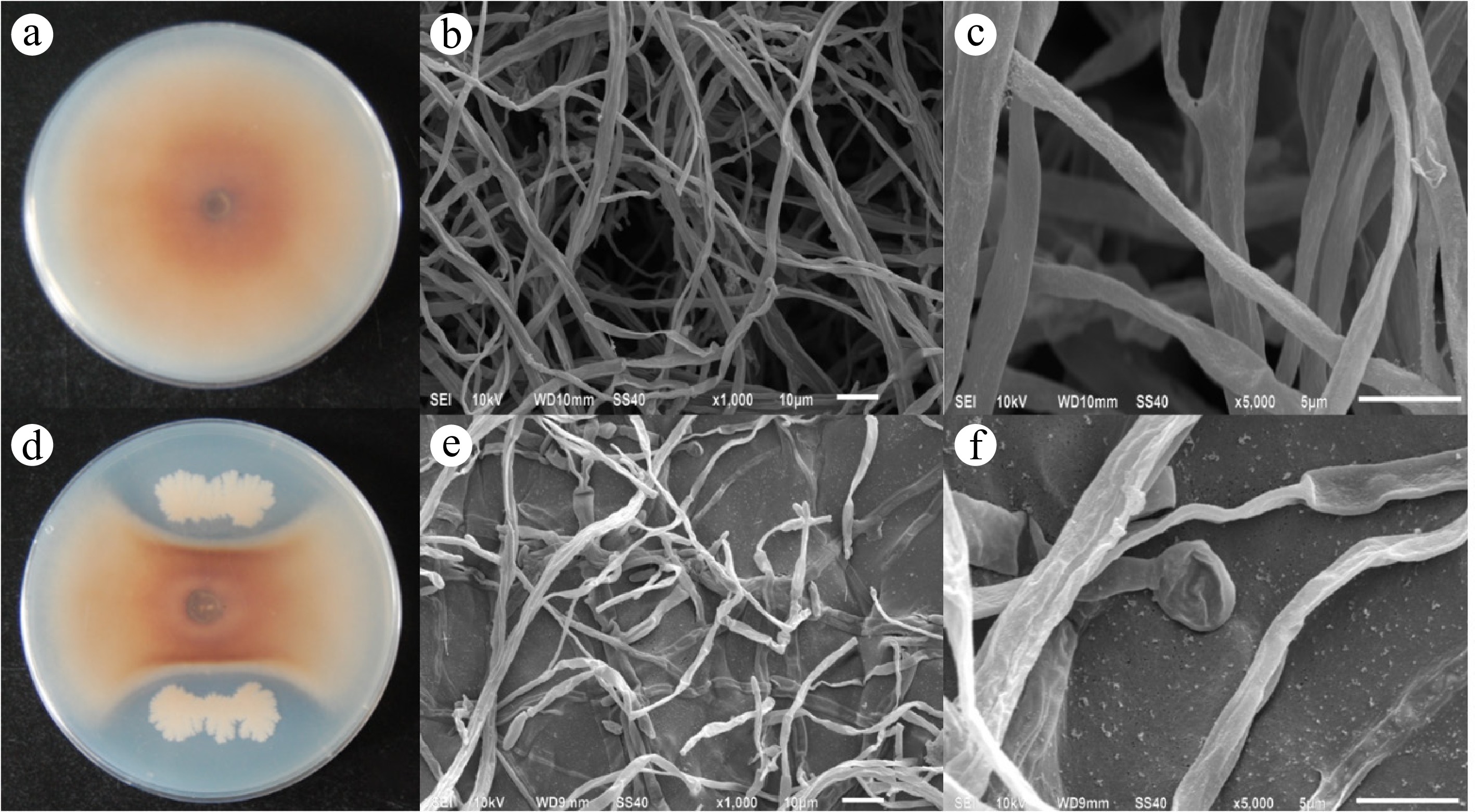 Bacillus subtilis ge28, a potential biocontrol agent for controlling ...