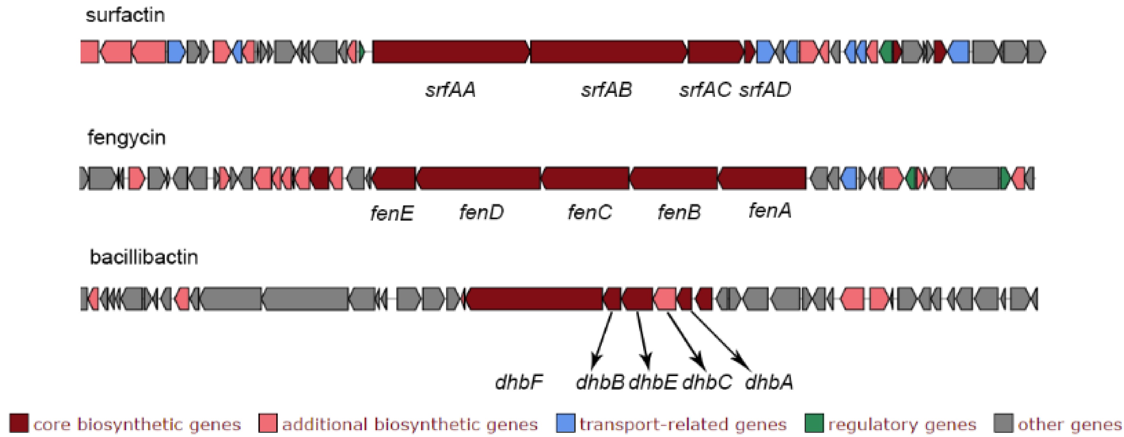 Bacillus subtilis ge28, a potential biocontrol agent for controlling ...