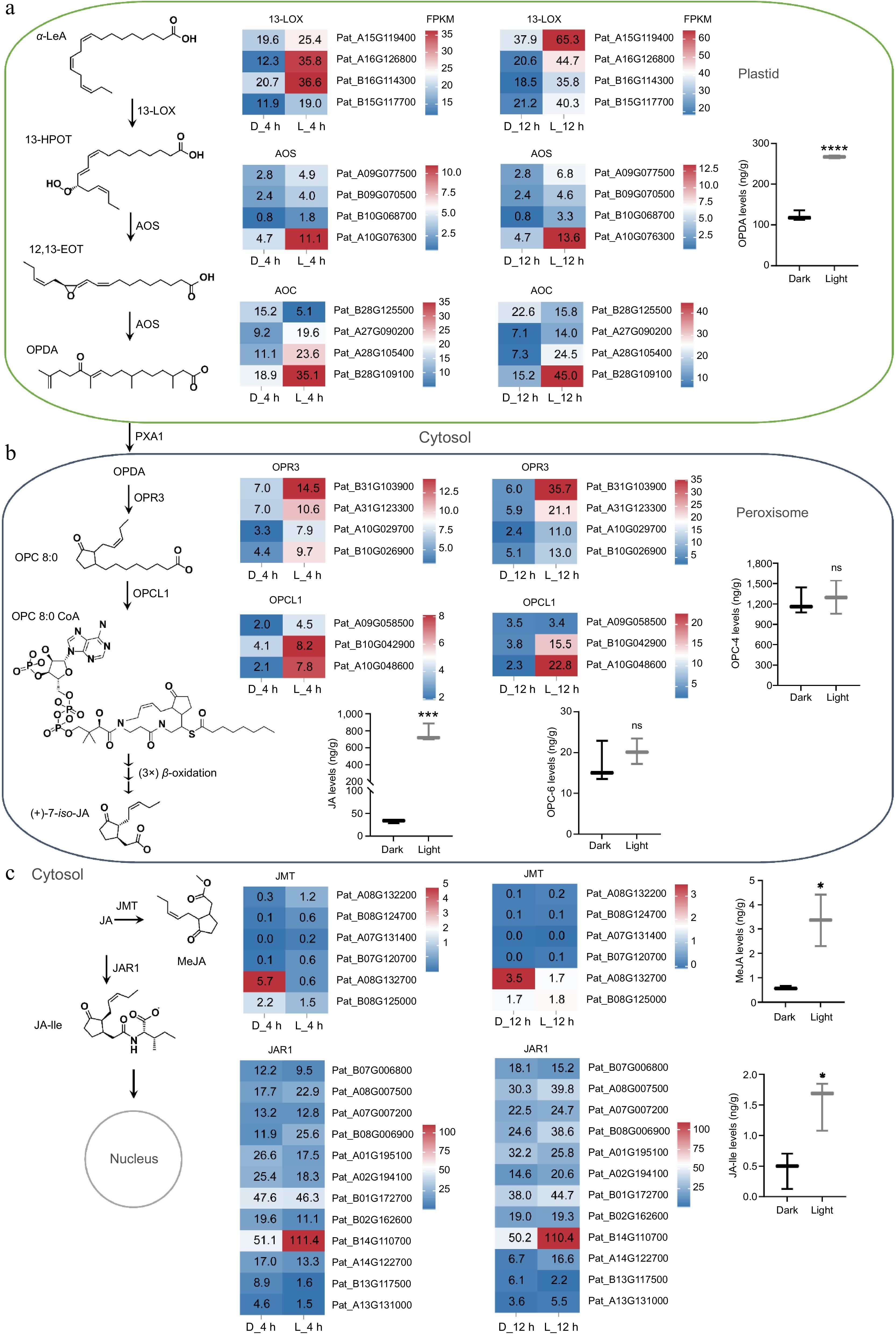 Jasmonates regulate light-induced patchoulol biosynthesis in Pogostemon ...